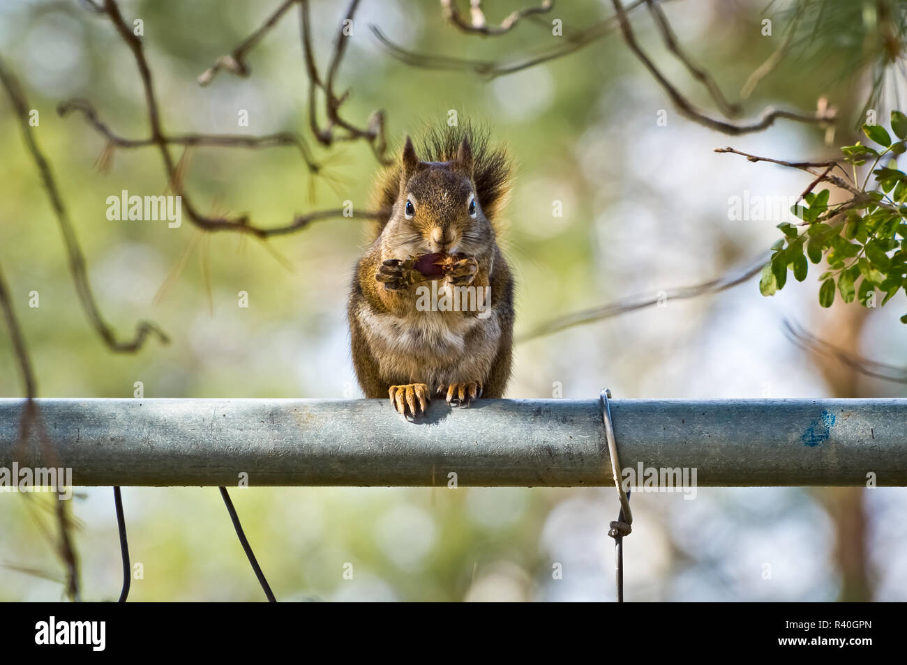 Squirrel Eating an Acorn Stock Photo - Alamy