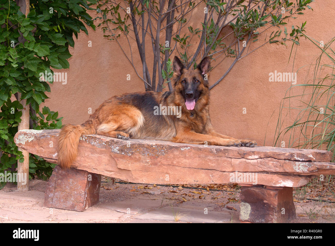 German Shepherd (PR Stock Photo - Alamy