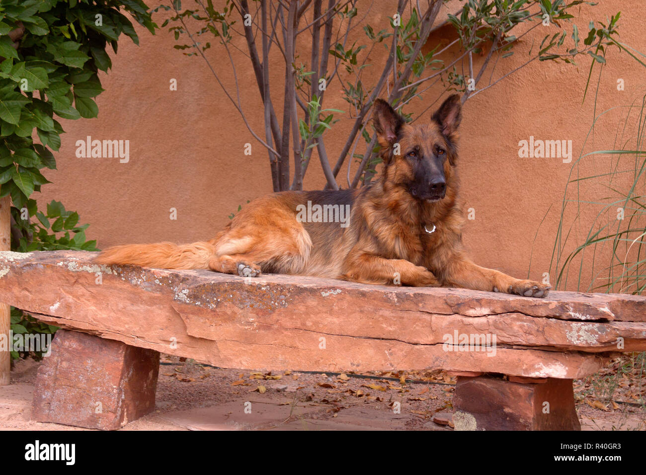 German Shepherd (PR Stock Photo - Alamy