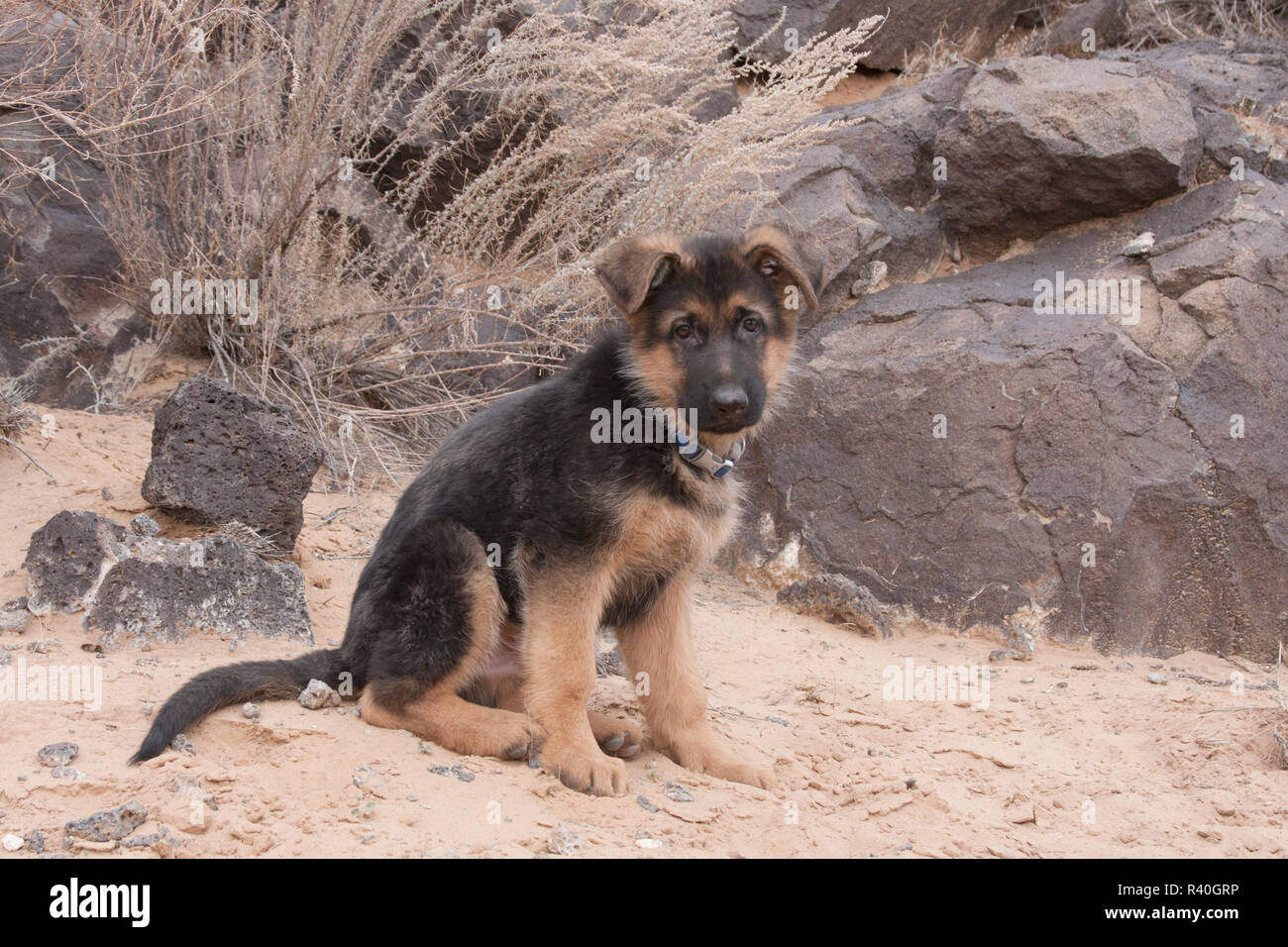 German Shepherd puppy (PR Stock Photo - Alamy