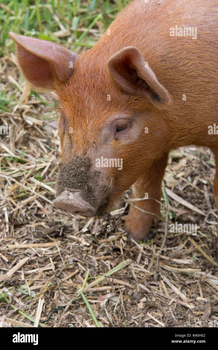 Domesticated baby pig hi-res stock photography and images - Alamy