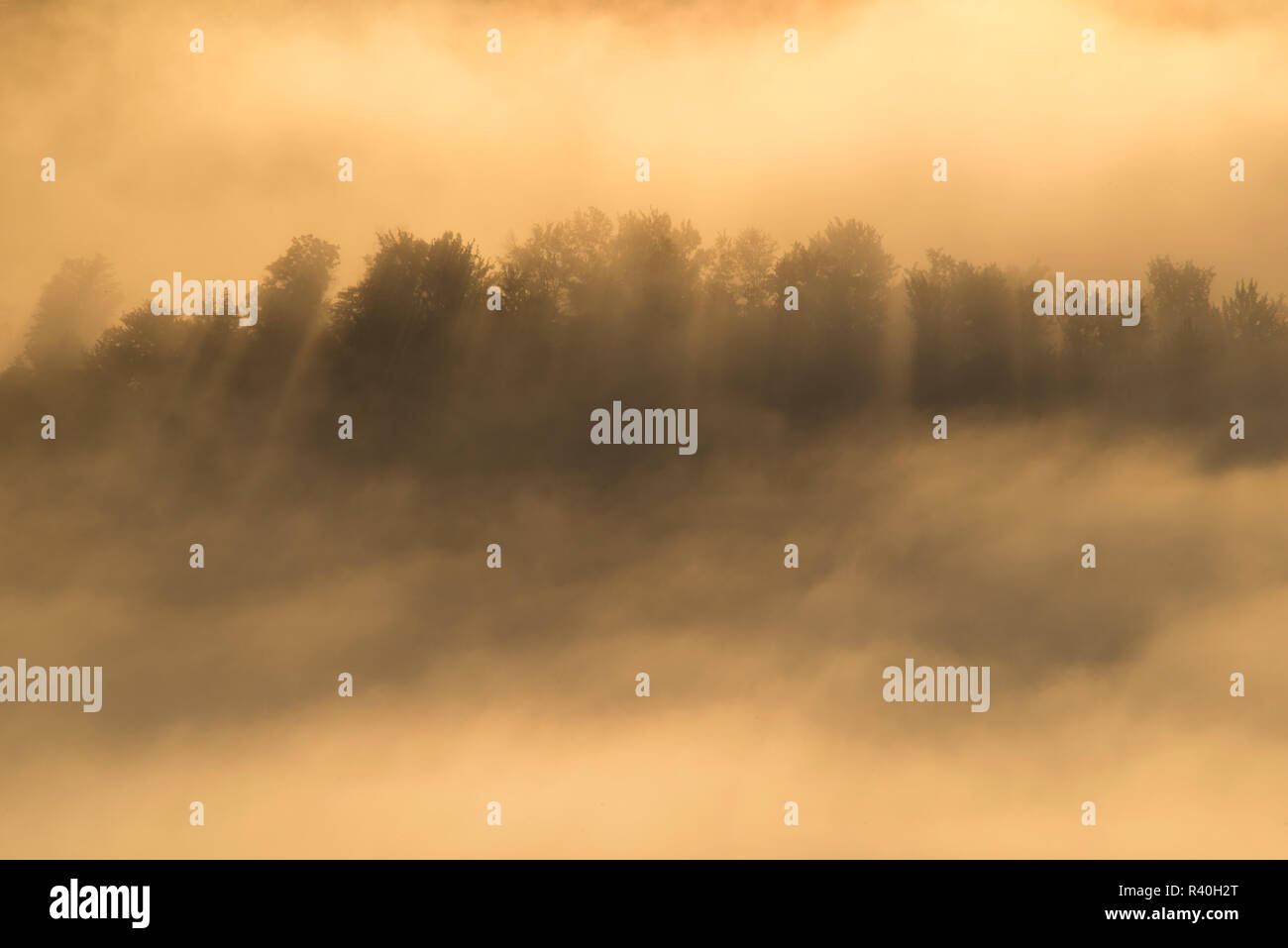 Enshrouded trees hi-res stock photography and images - Alamy