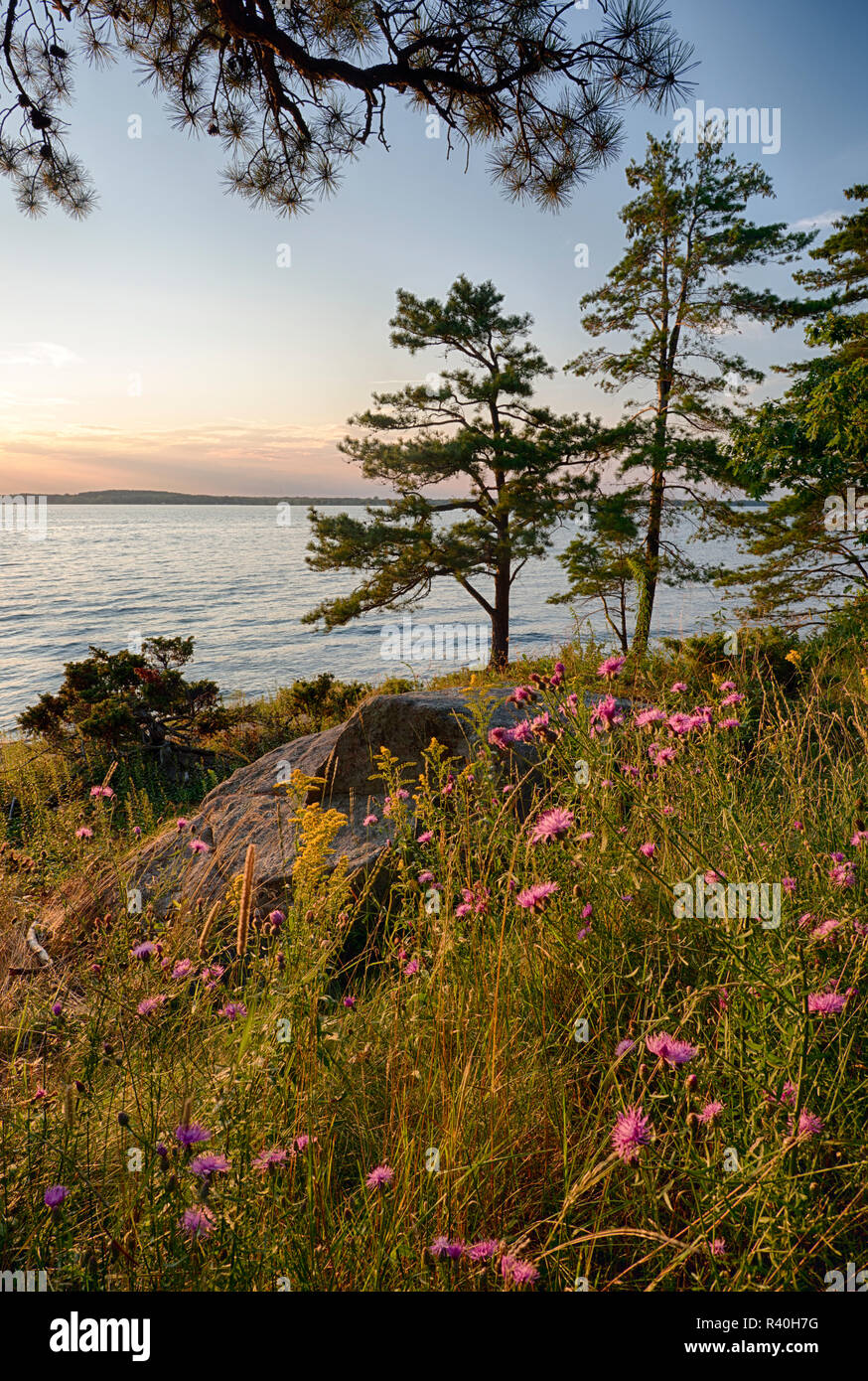 USA, New York State. Wildflowers bathed in sunset light, Kring Point ...