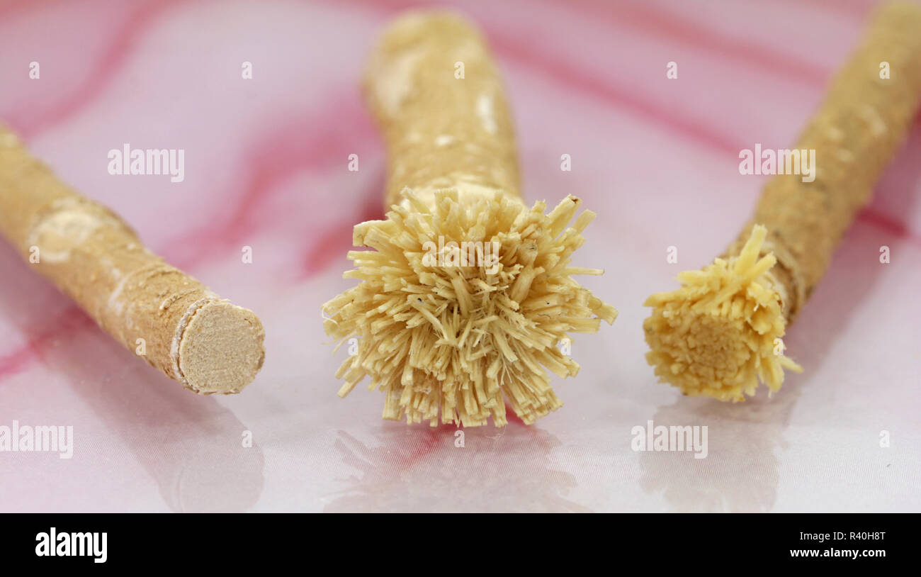 Miswak tree hi-res stock photography and images - Alamy