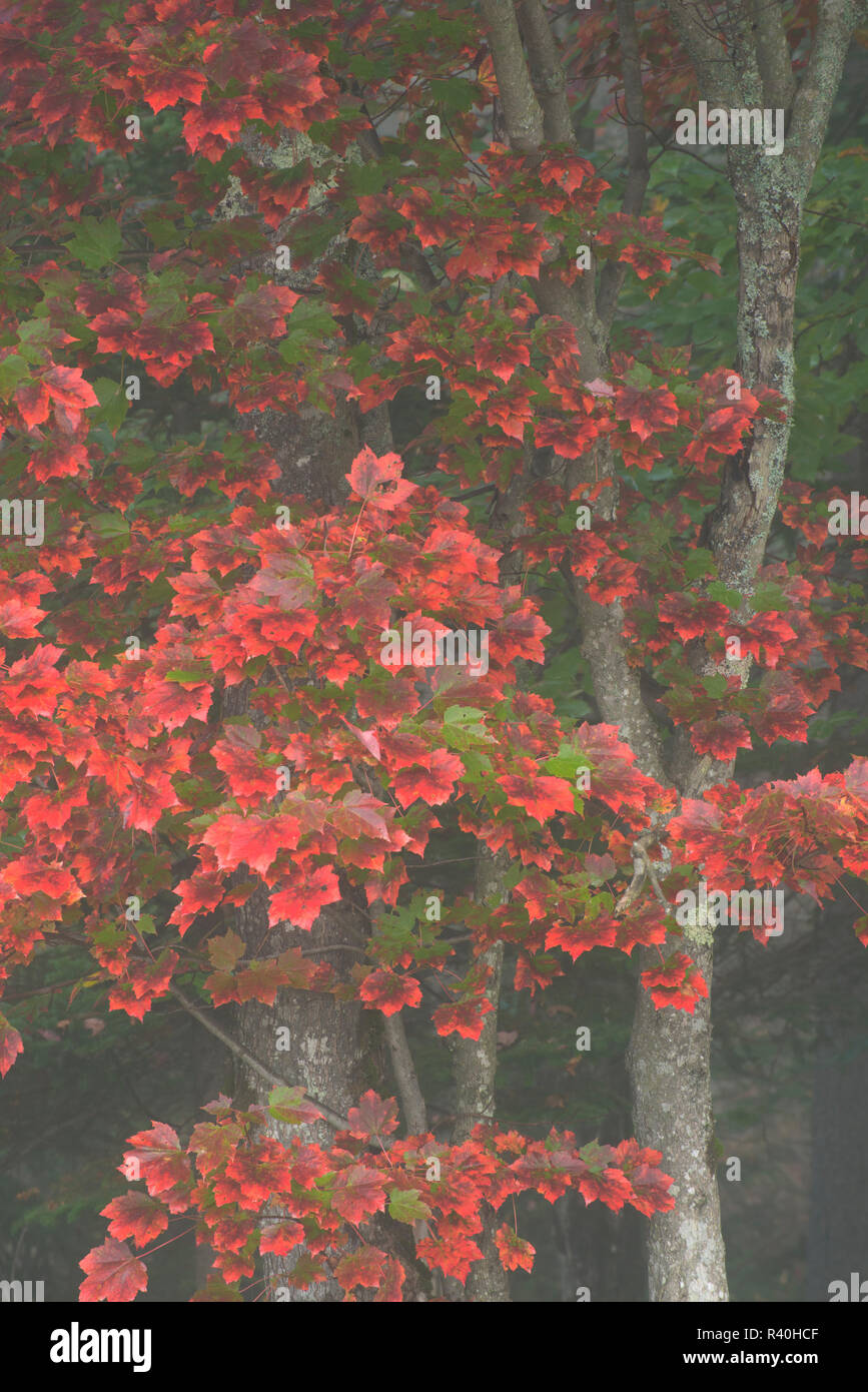 New york state autumn hi-res stock photography and images - Alamy