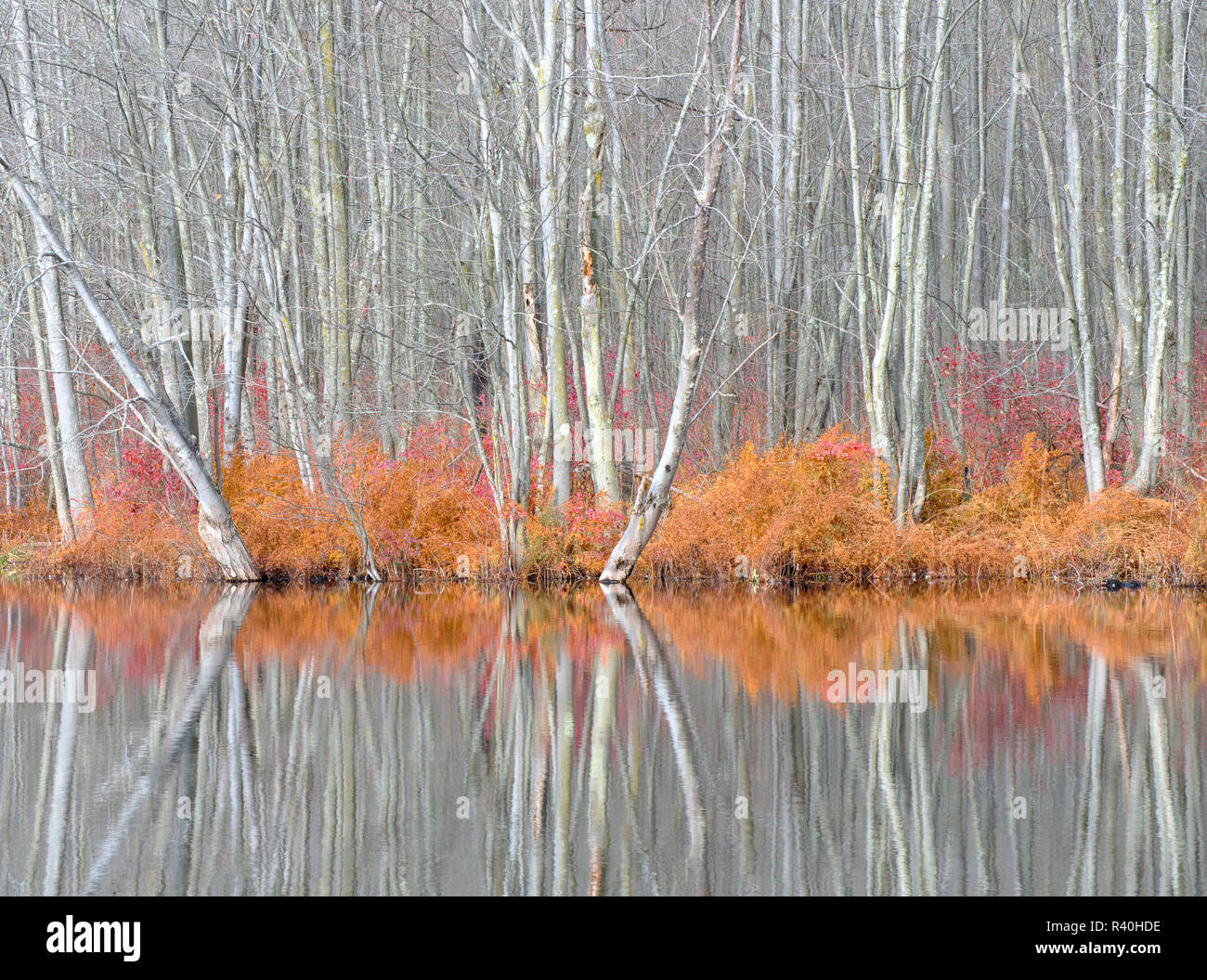 USA, New York State. Bare trees and autumn ferns, Beaver Lake Nature ...