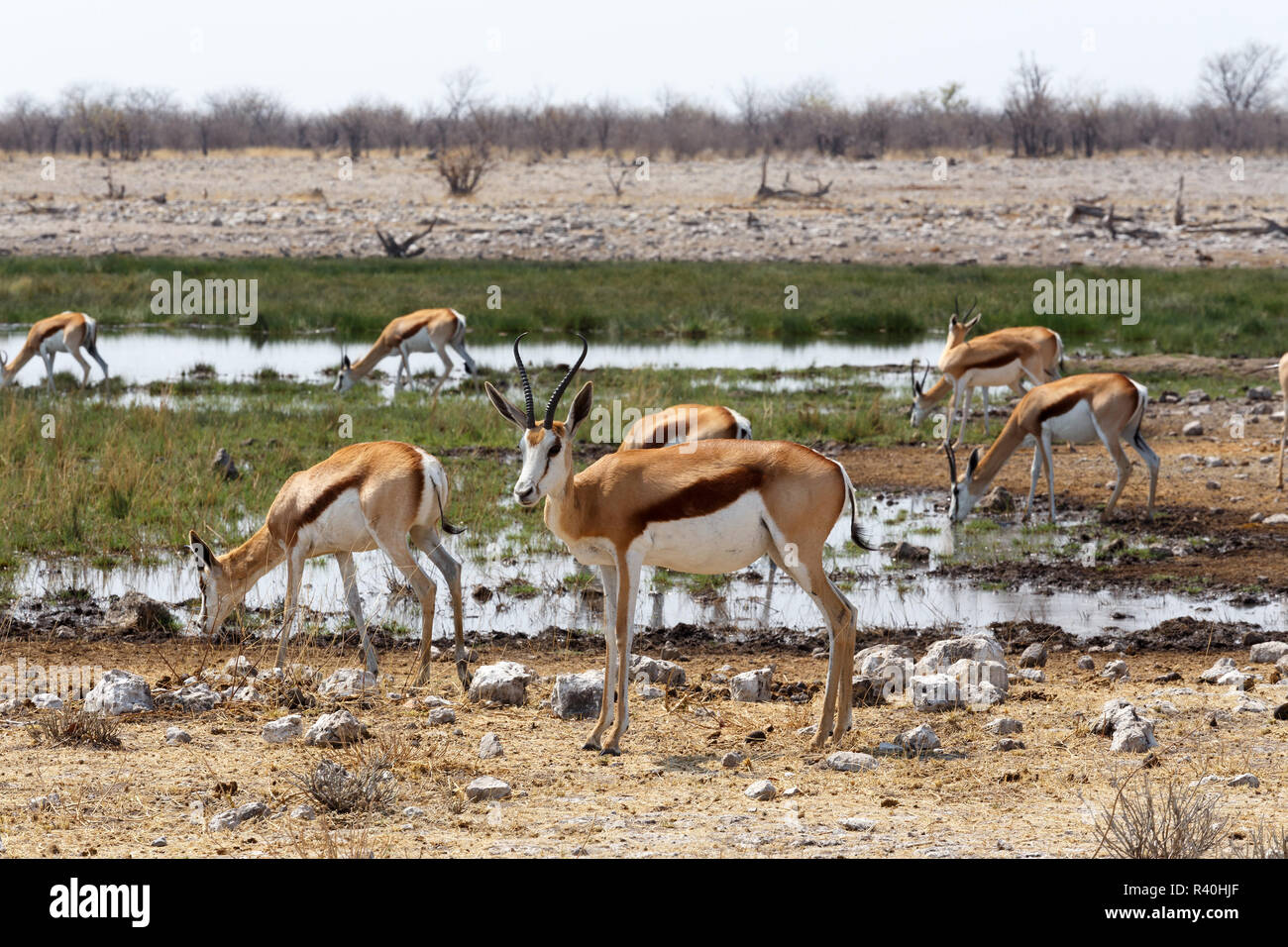 herd of springbok in Etosha Stock Photo - Alamy