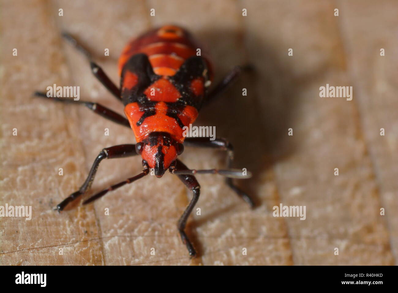 Feuerwanze hi-res stock photography and images - Alamy