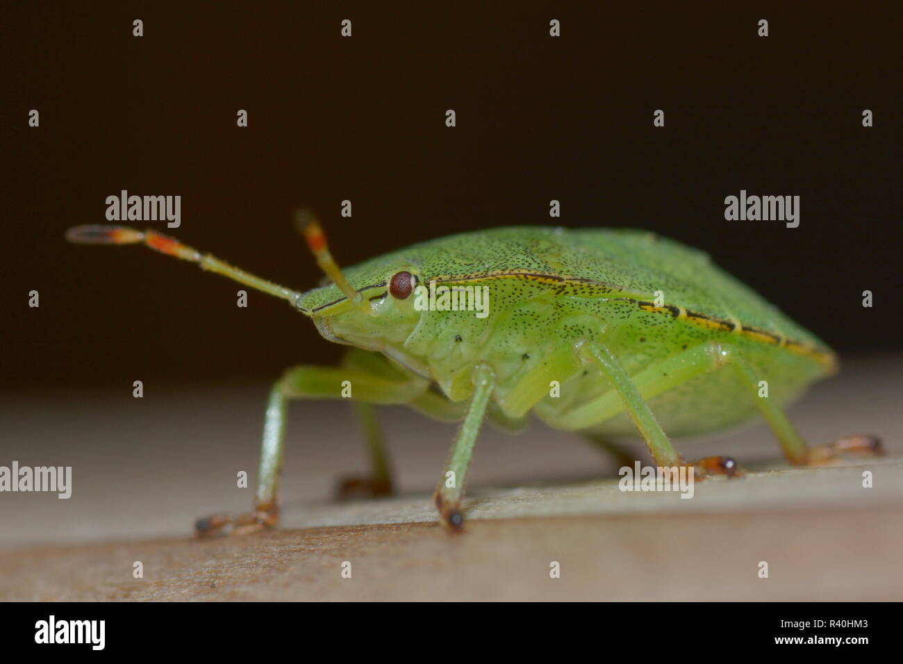 larvae of the green stink bug Stock Photo - Alamy