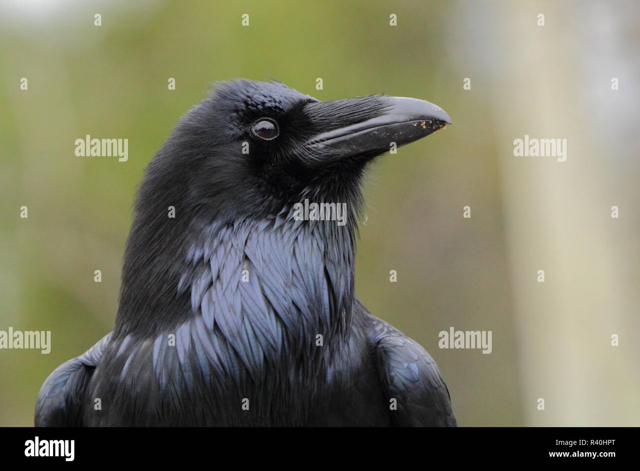 Common raven profile Stock Photo - Alamy
