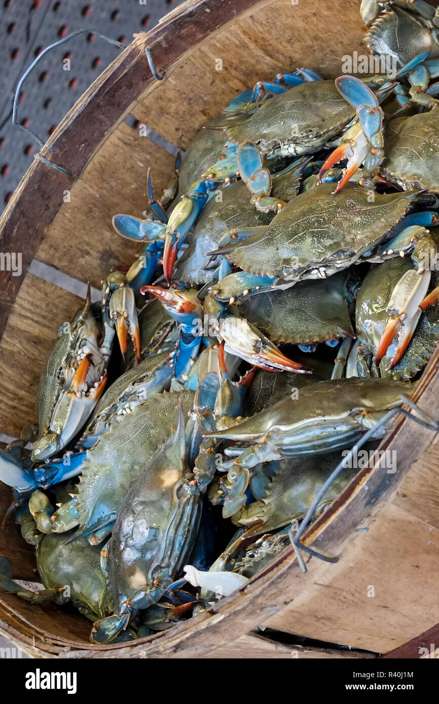 Bucket of blue crabs in Chinatown, New York City, NY, USA Stock Photo ...