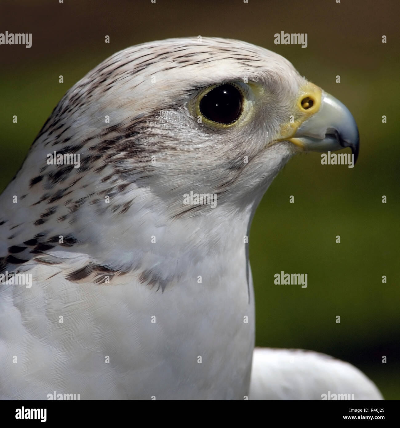 Gyrfalcon High Resolution Stock Photography and Images - Alamy
