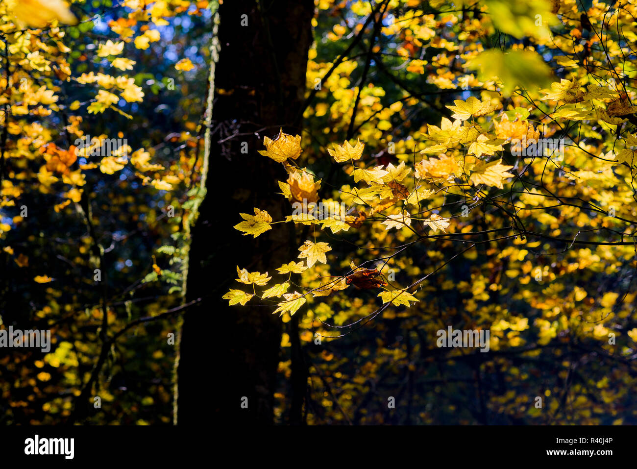 Fall colour, maple tree, Tynehead Regional Park, Surrey, British ...