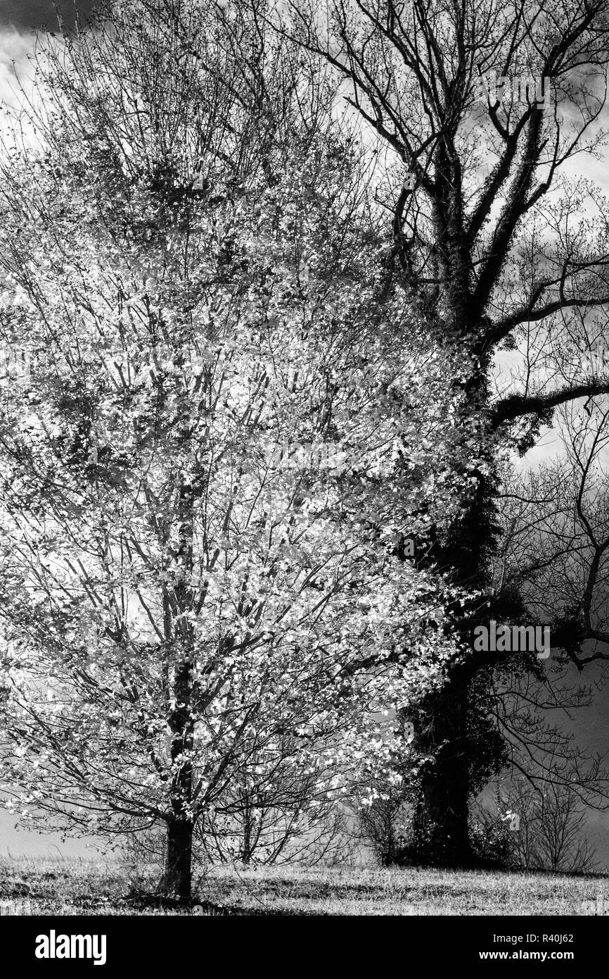 Two trees side by side Stock Photo - Alamy