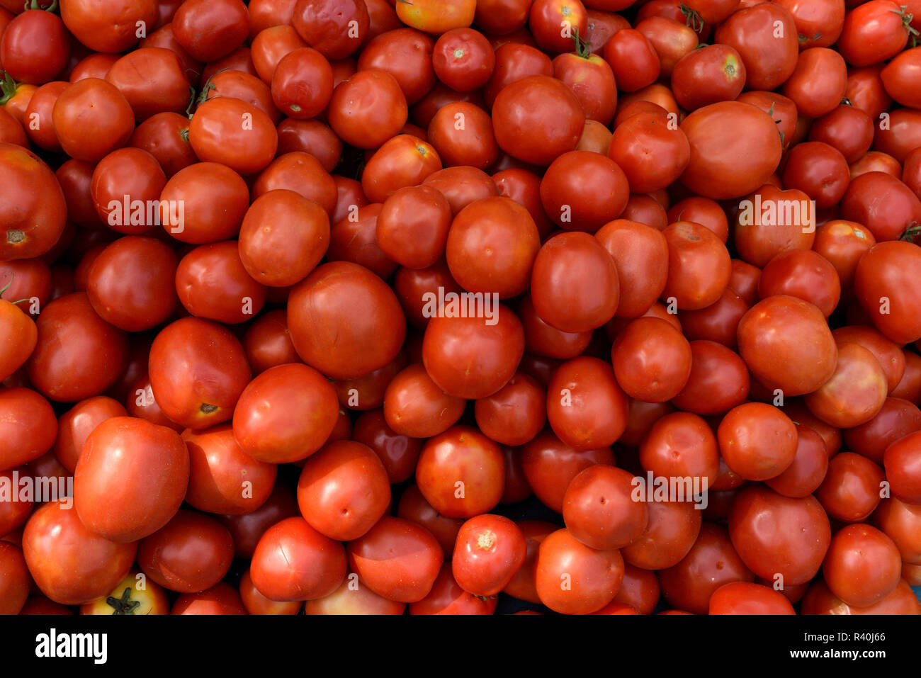 Fresh harvested ripe red tomatoes in a farmers produce market in Jaipur ...