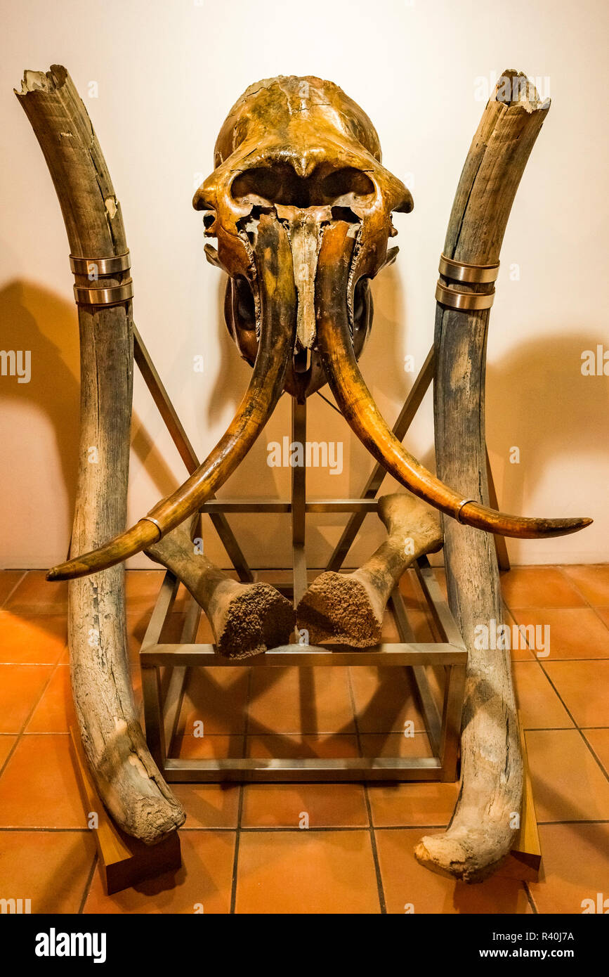 Mammoth tusk hi-res stock photography and images - Alamy