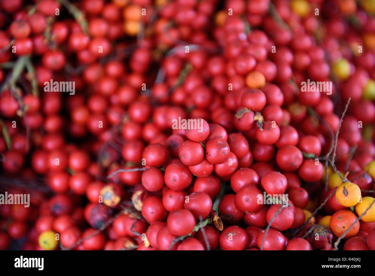 Berries In The Palm High Resolution Stock Photography and Images - Alamy