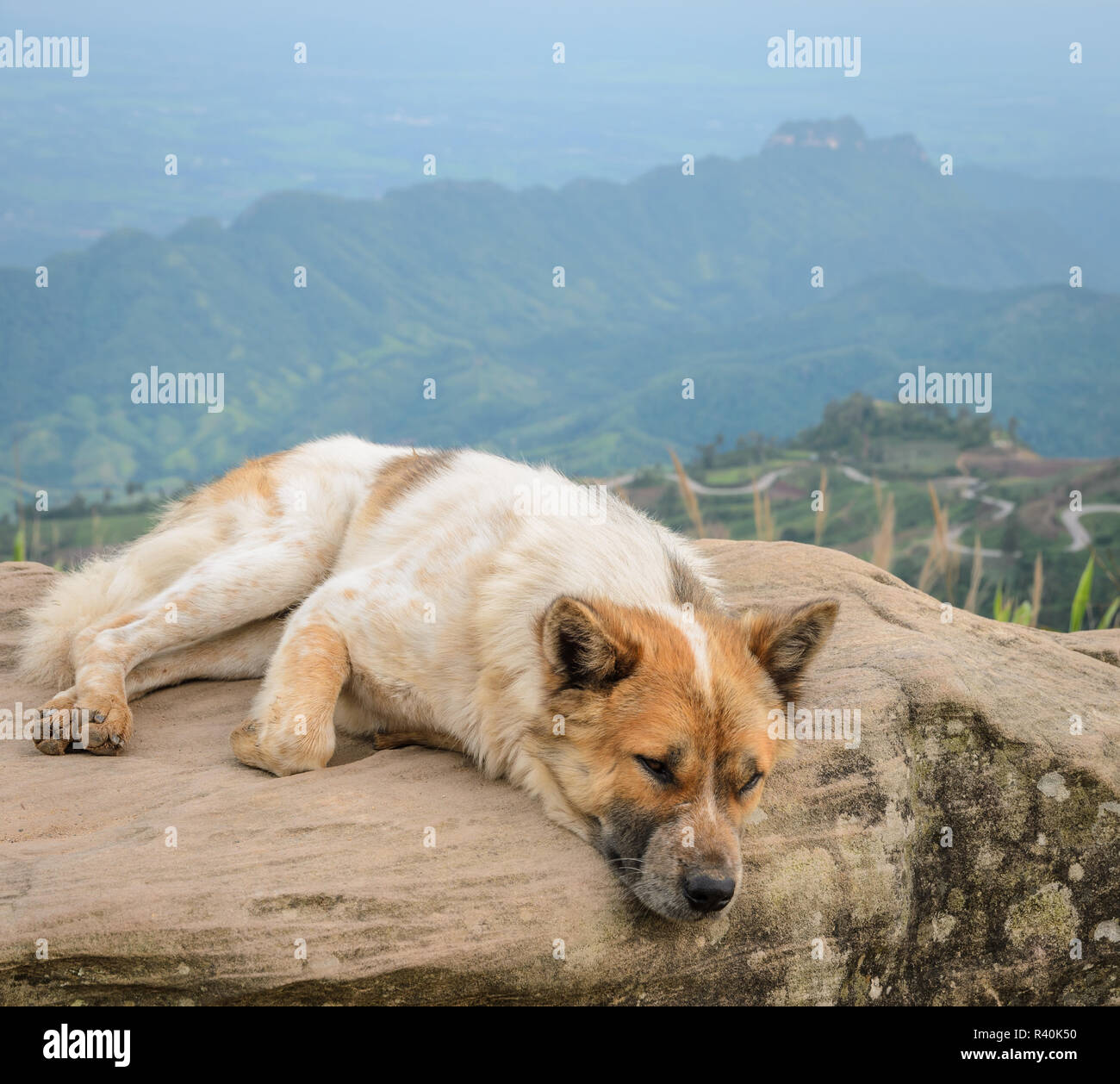 Dog sitting on a mountain top Stock Photo - Alamy
