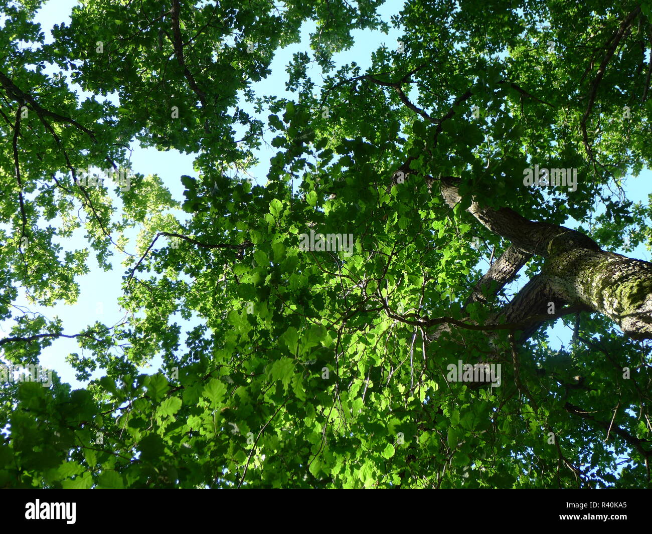 treetop photographed in summer to the top Stock Photo - Alamy