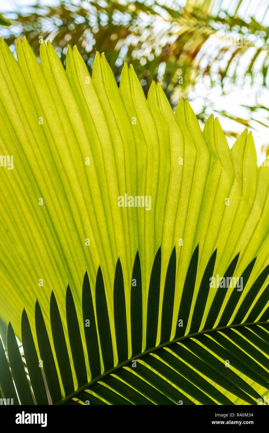 Geometric patterns in plants hi-res stock photography and images - Alamy