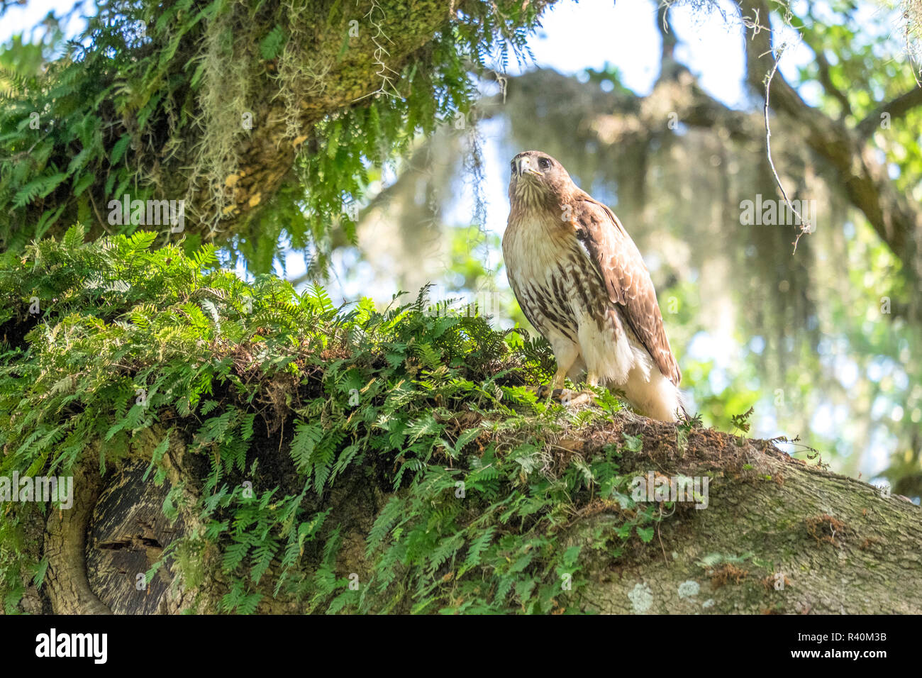 Hawk inlet hi-res stock photography and images - Alamy