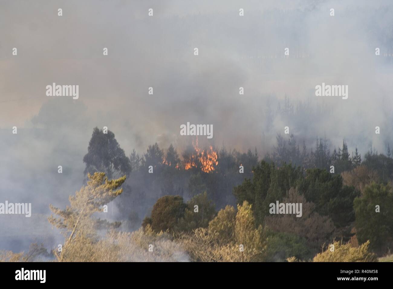 Forest fire, south Africa Stock Photo - Alamy