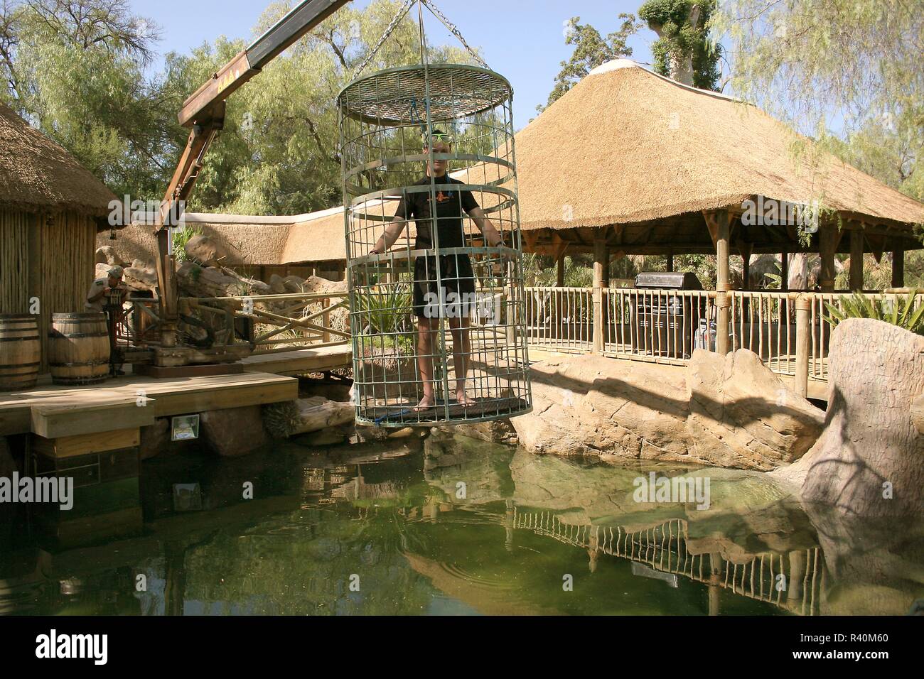 Crocodile, cage, diving, oudtshoorn, south africa Stock Photo - Alamy