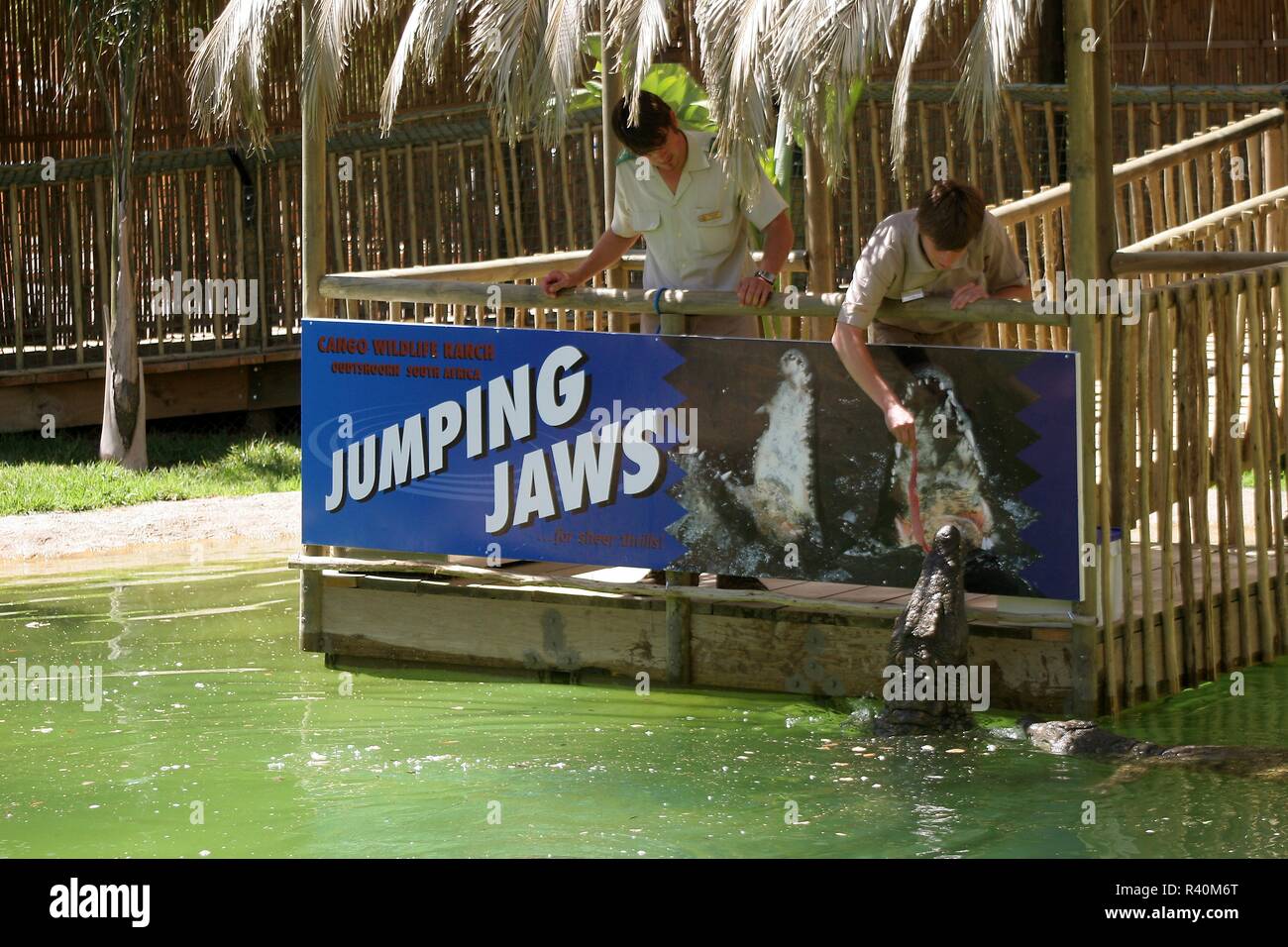 jumping jaws,Cango Wildlife Ranch, South Africa Stock Photo - Alamy