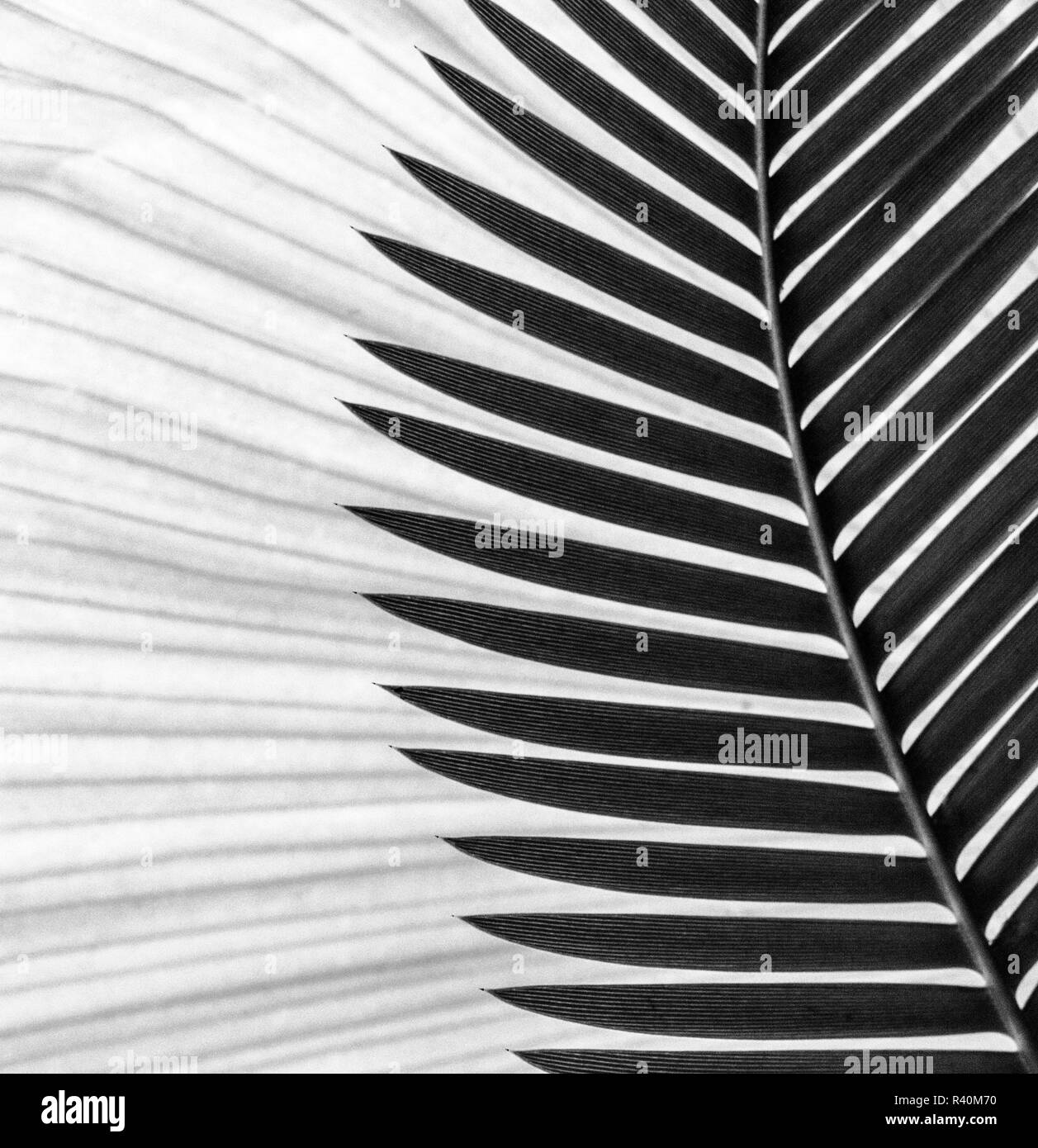 Radiating lines hi-res stock photography and images - Alamy