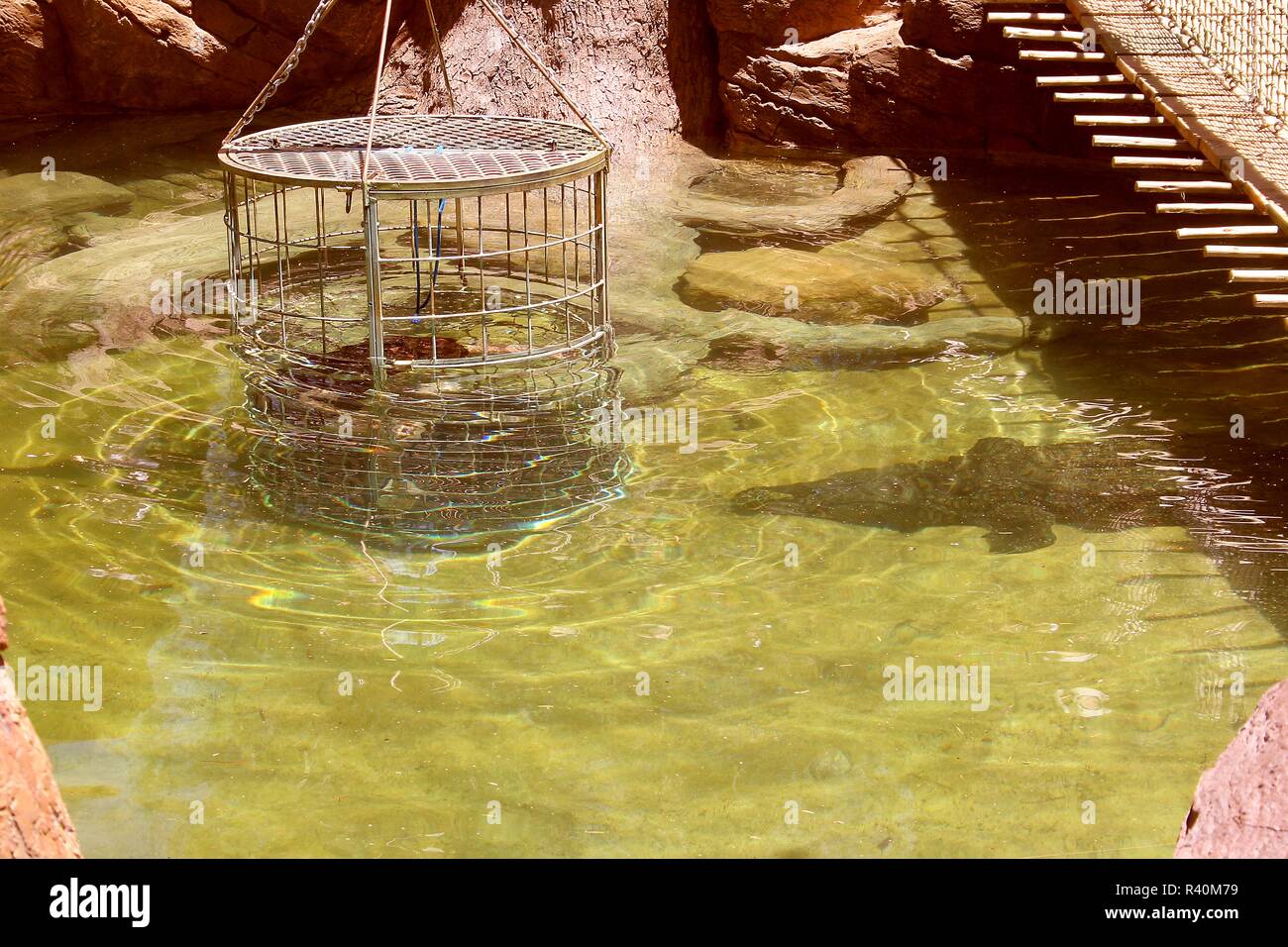 Crocodile, cage, diving, oudtshoorn, south africa Stock Photo - Alamy