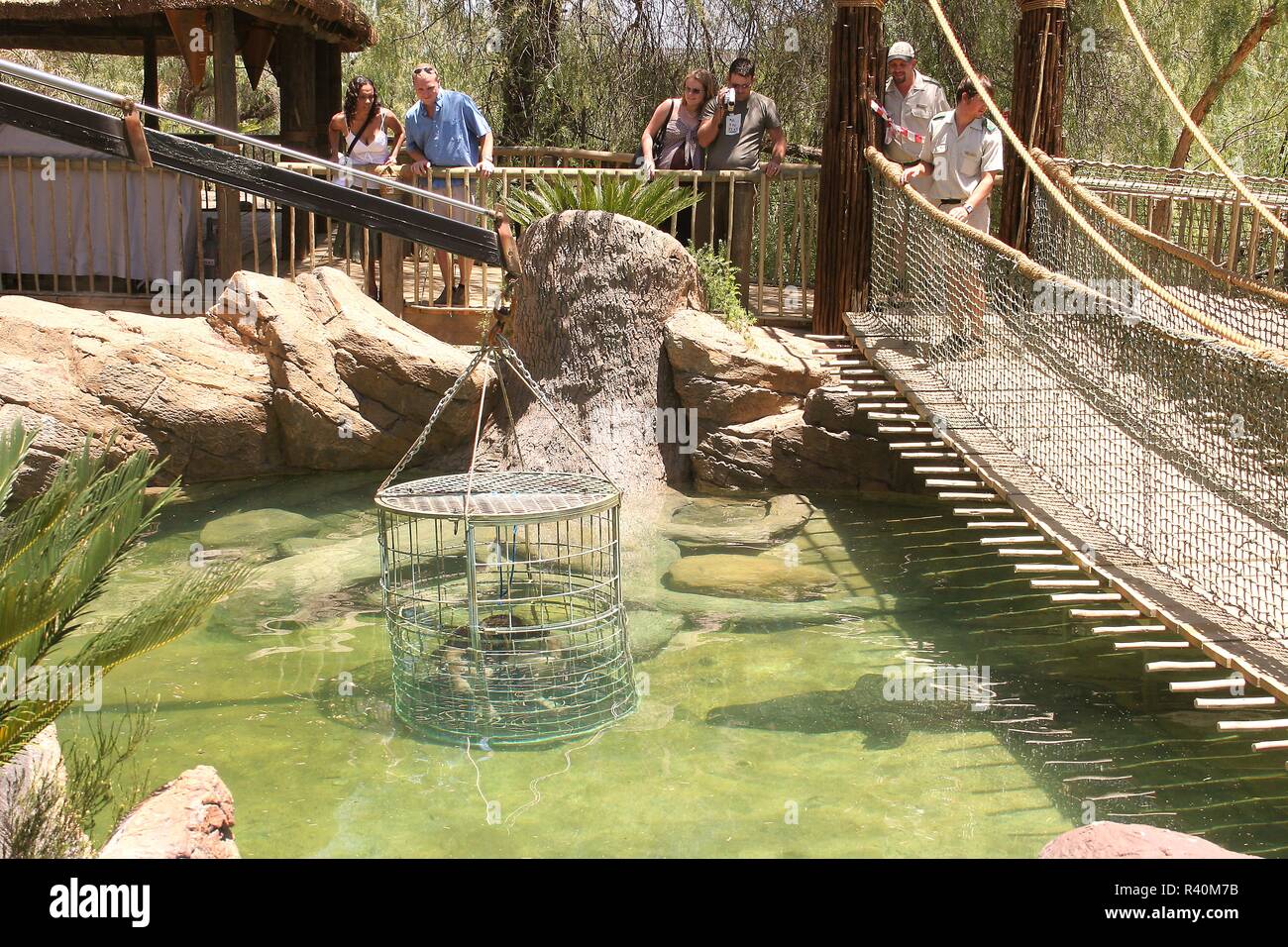 Crocodile, cage, diving, oudtshoorn, south africa Stock Photo - Alamy