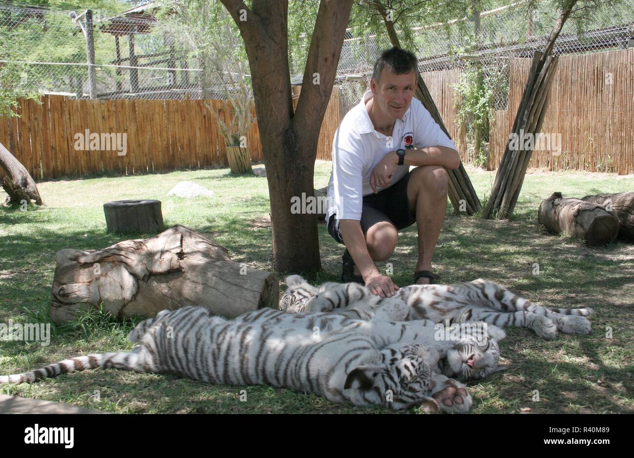 Interacting with white tigers,Cango Wildlife Ranch, South Africa Stock ...