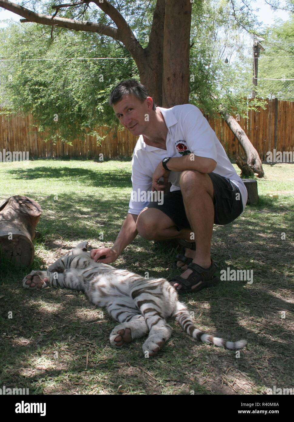 Interacting with white tigers,Cango Wildlife Ranch, South Africa Stock ...