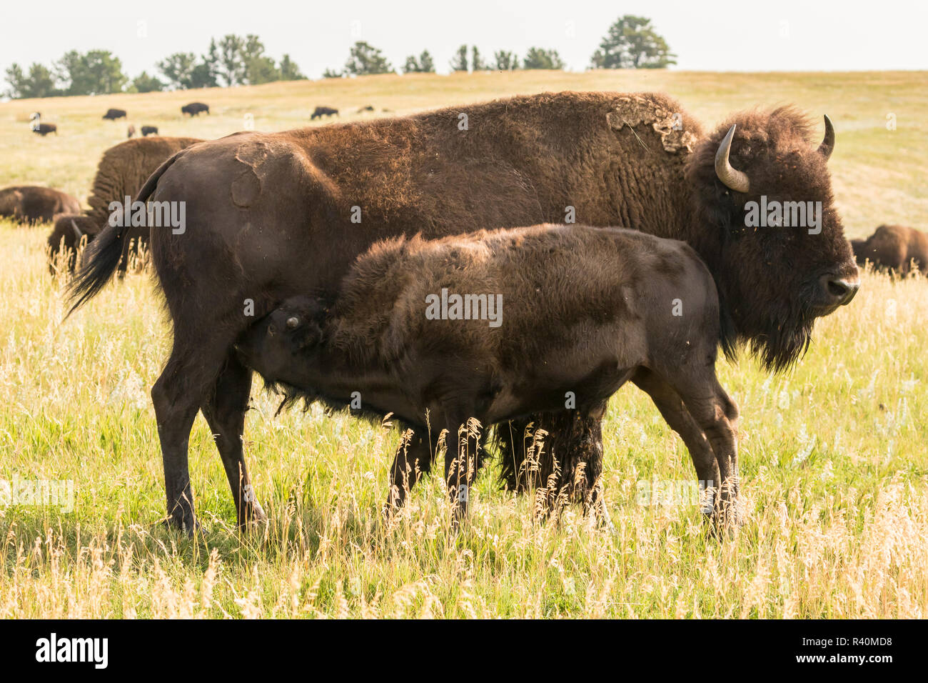 USA, South Dakota, Custer State Park. Bison calf nursing Stock Photo ...