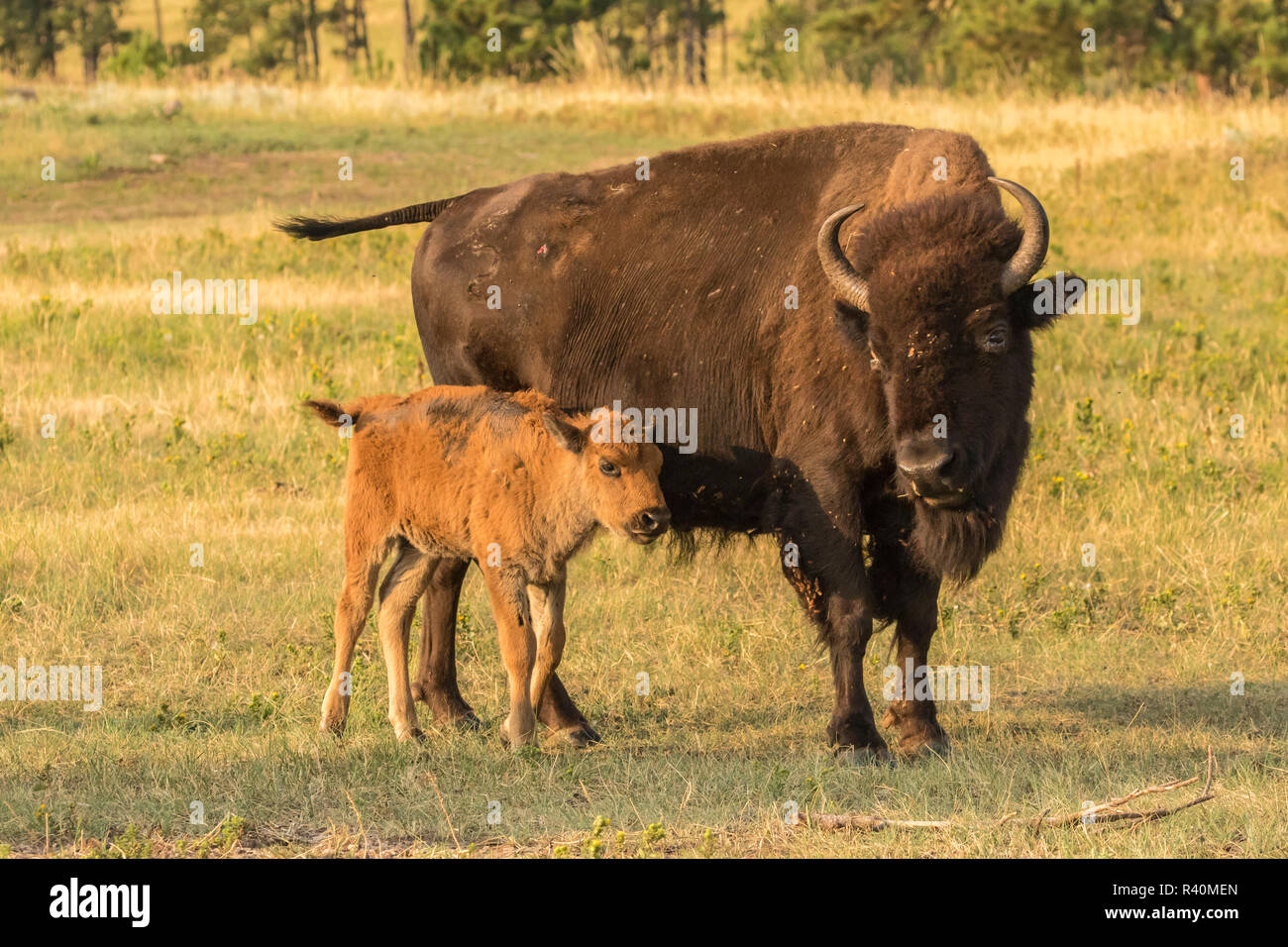 USA, South Dakota, Custer State Park. Bison cow and calf Stock Photo ...