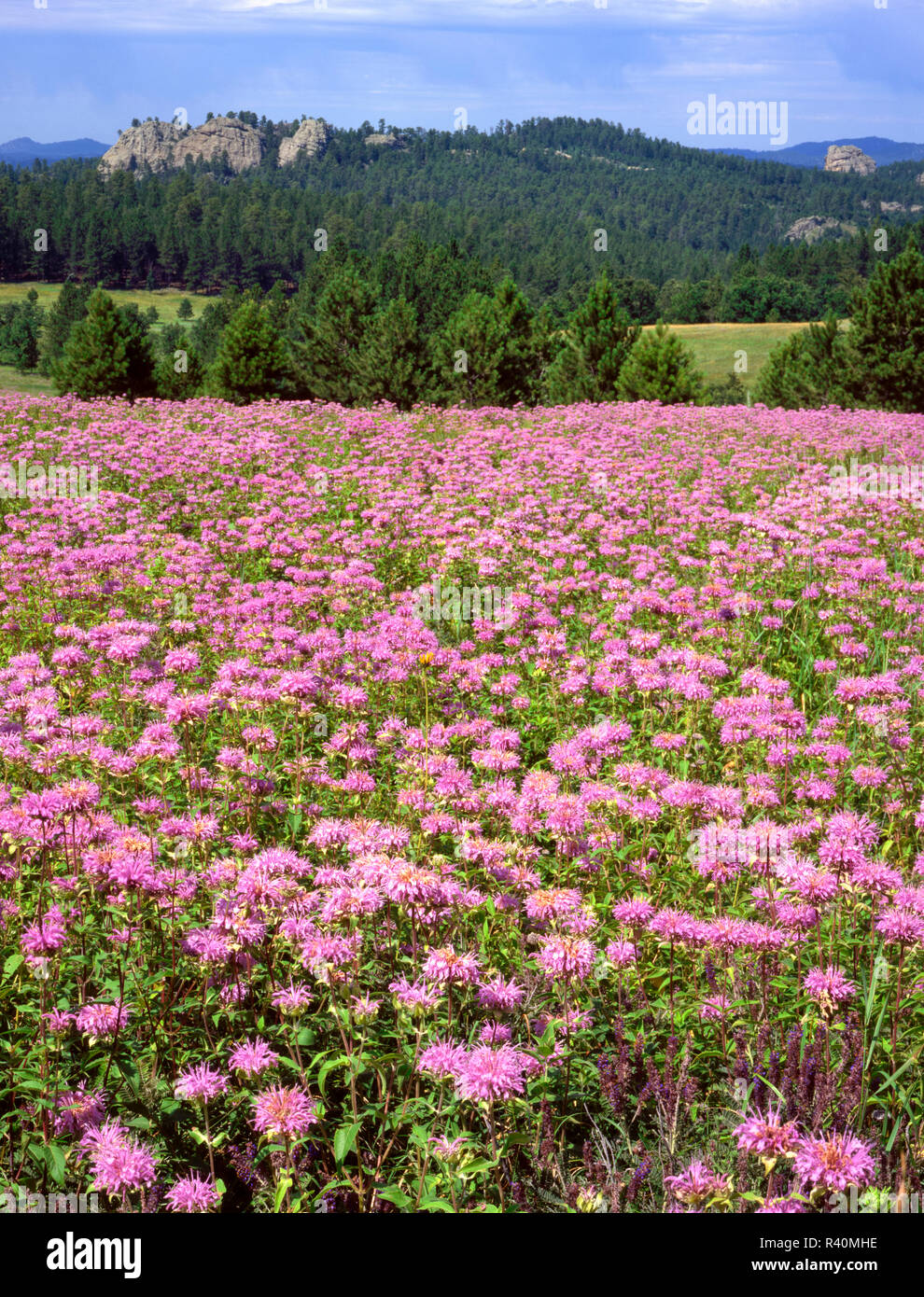 Horsemint hi-res stock photography and images - Alamy
