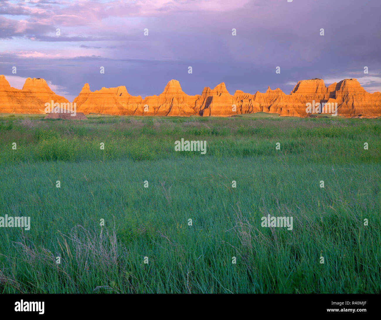 Prairie grass great plain hi-res stock photography and images - Alamy