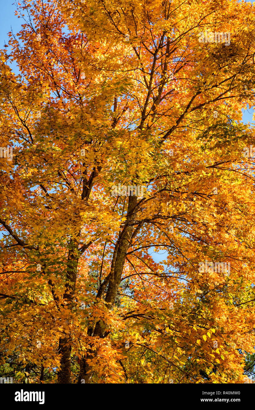 USA, Tennessee. Great Smoky Mountains National Park, Autumn maple tree ...
