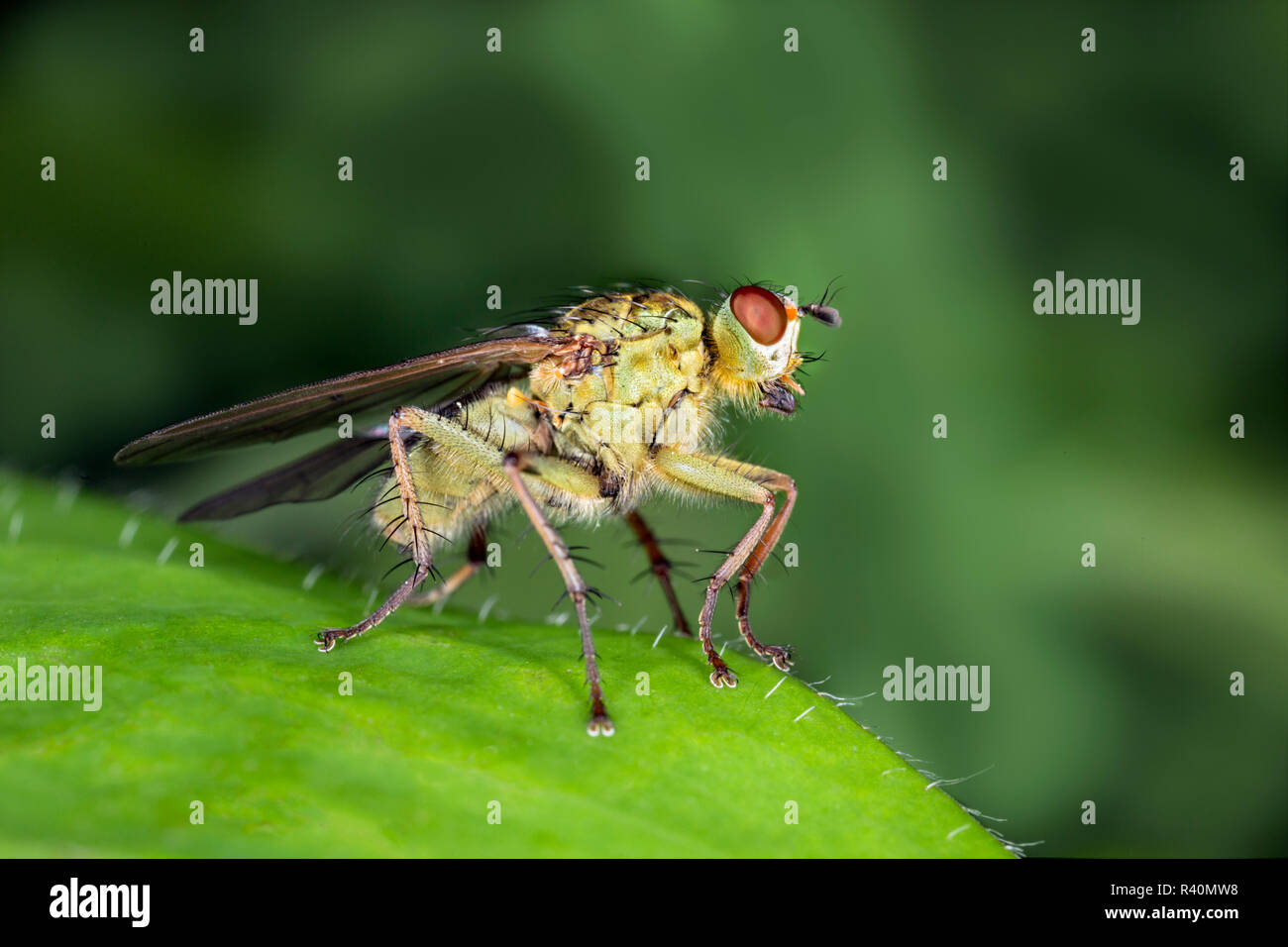 Midge mountain hi-res stock photography and images - Alamy