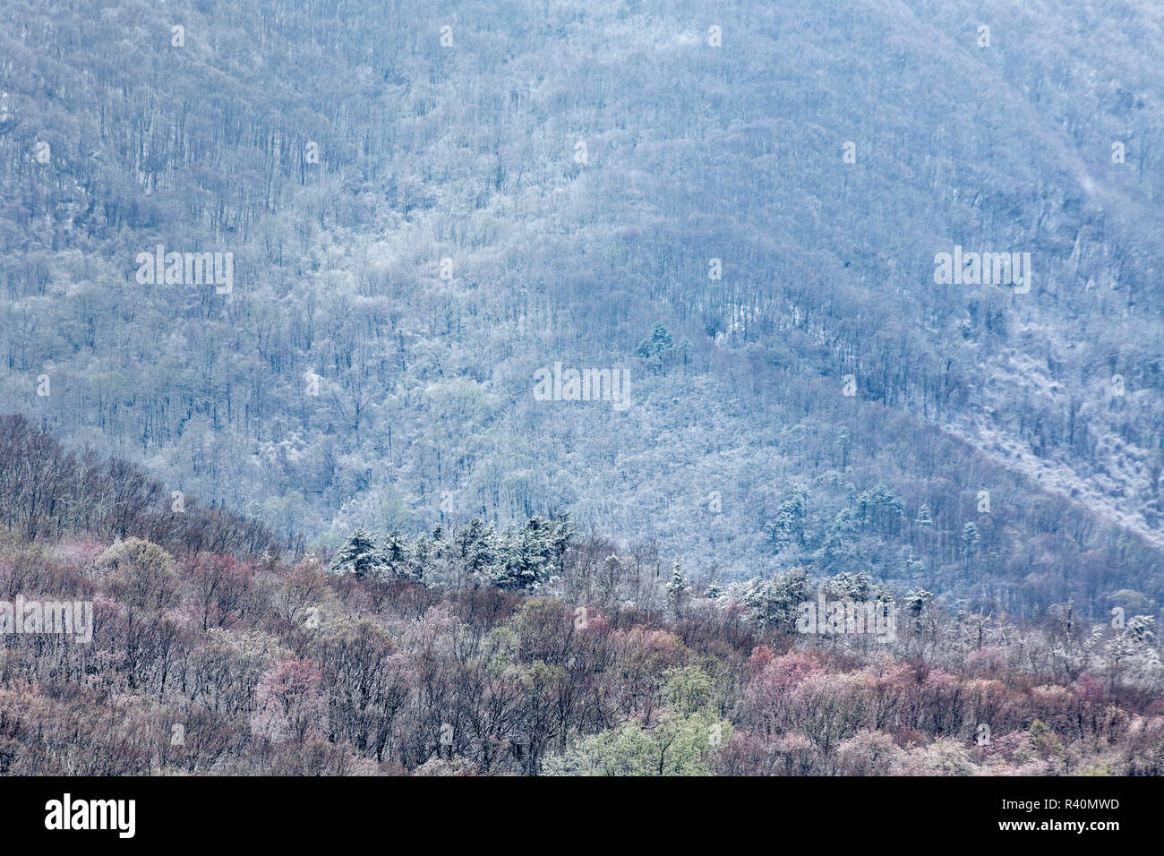 Snow in spring, from Roaring Fork Motor Nature Trail, Great Smoky ...