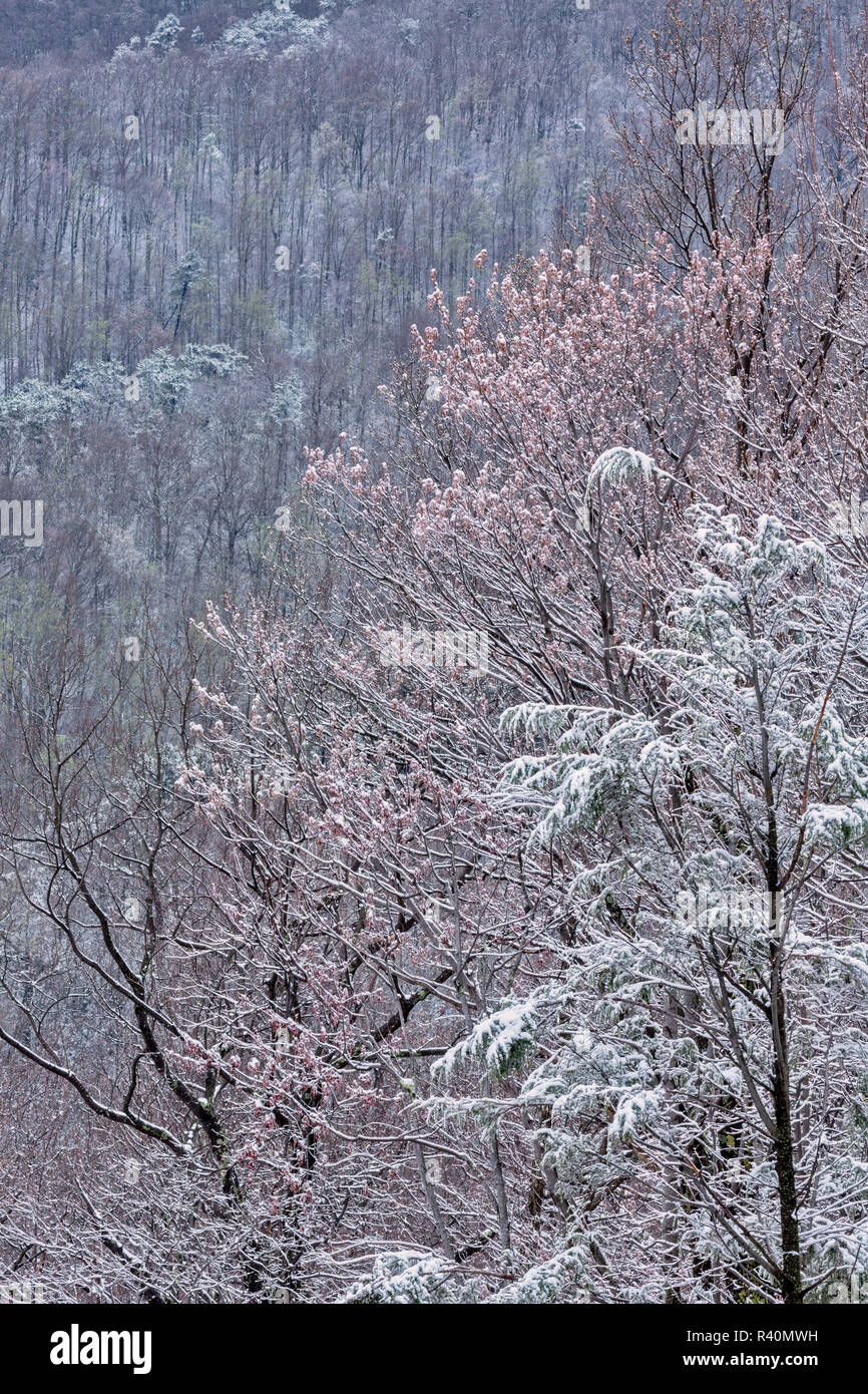 Snow in spring, from Roaring Fork Motor Nature Trail, Great Smoky ...