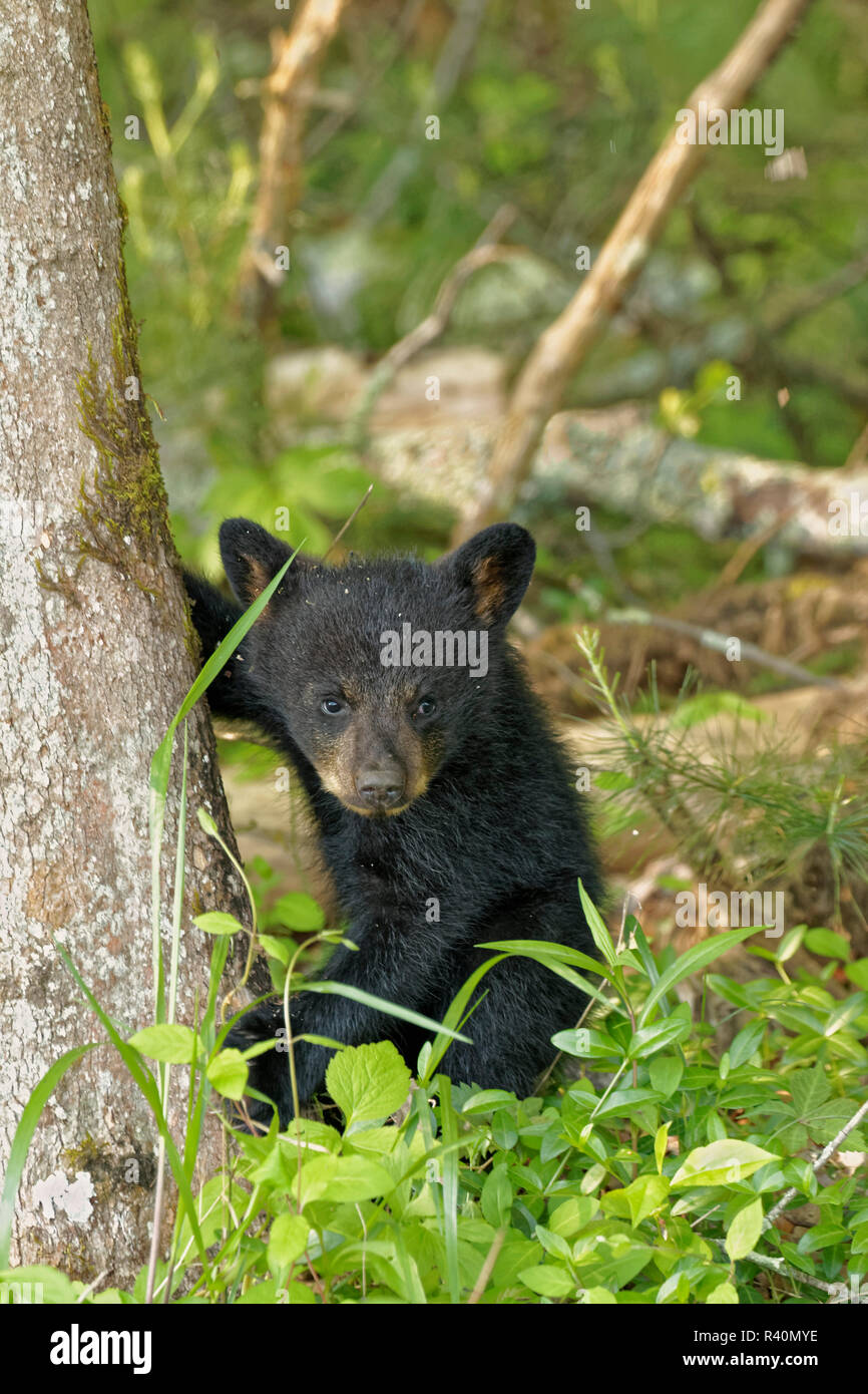 Great smoky mountain bear hi-res stock photography and images - Alamy