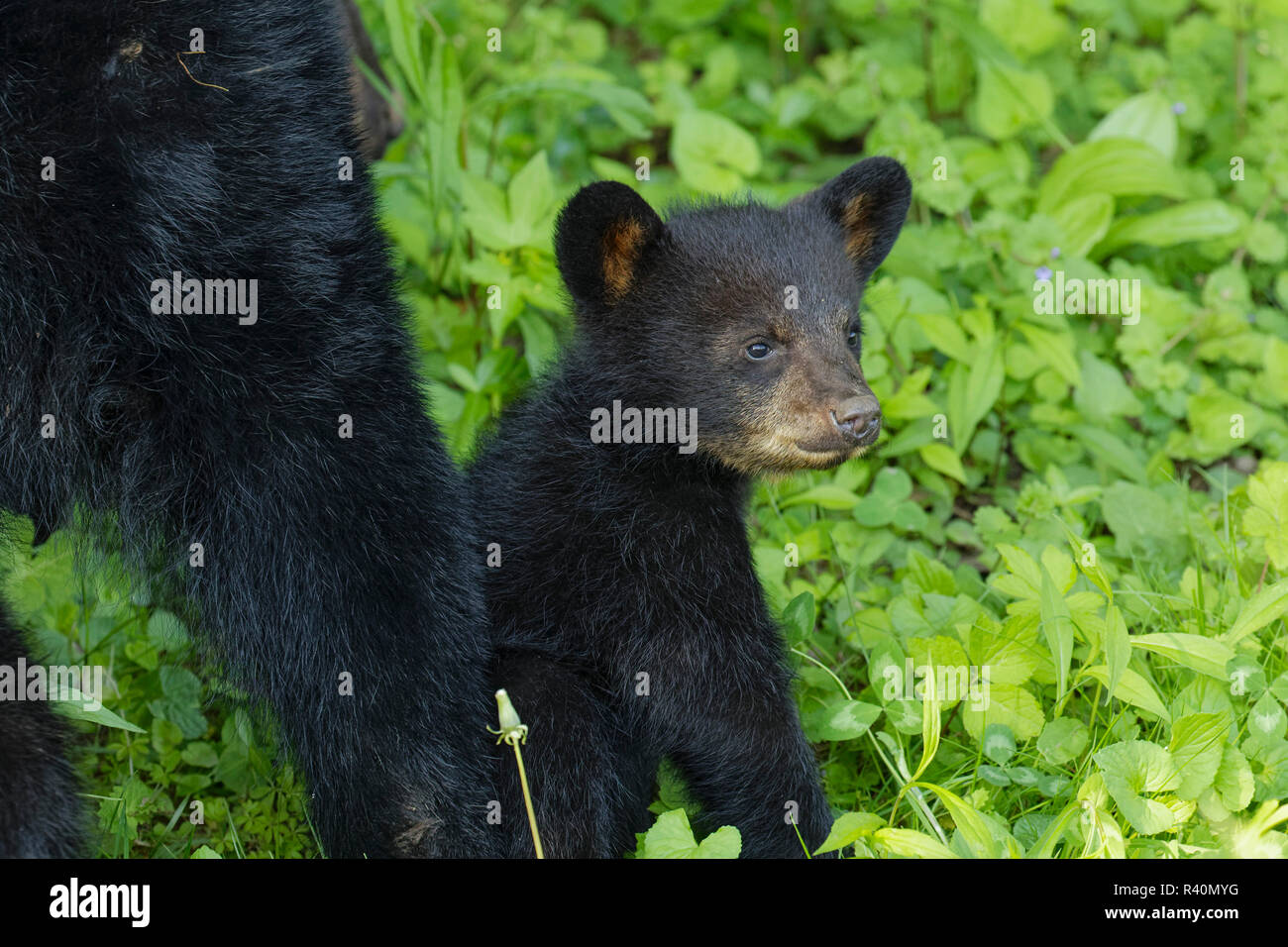 Young black bear cub, Ursus americanus, with adult female Cades Cove ...