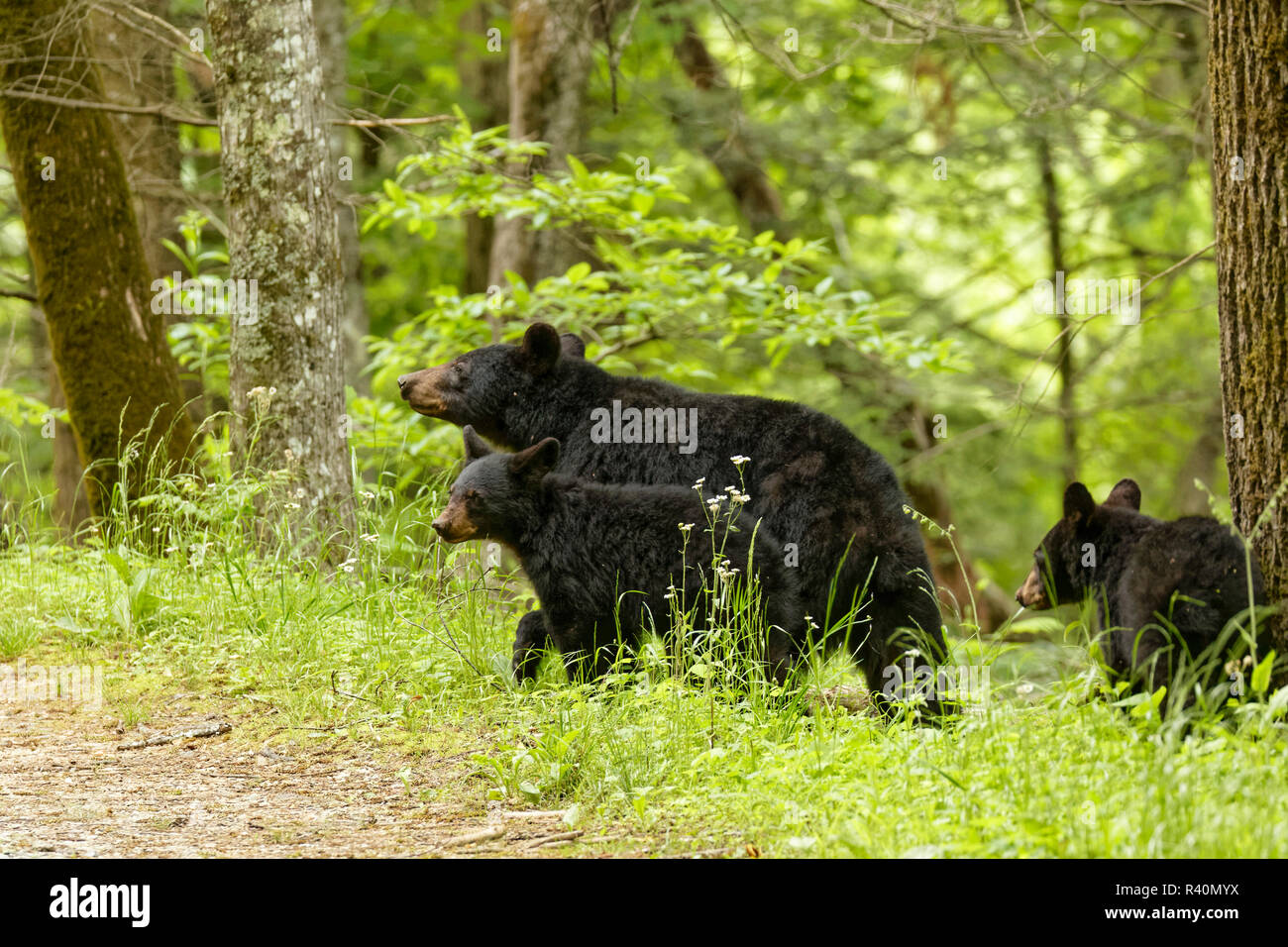 Black bear with cubs, Ursus americanus, Cades Cove, Great Smoky ...