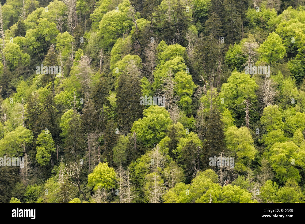 Tennessee weather hi-res stock photography and images - Alamy