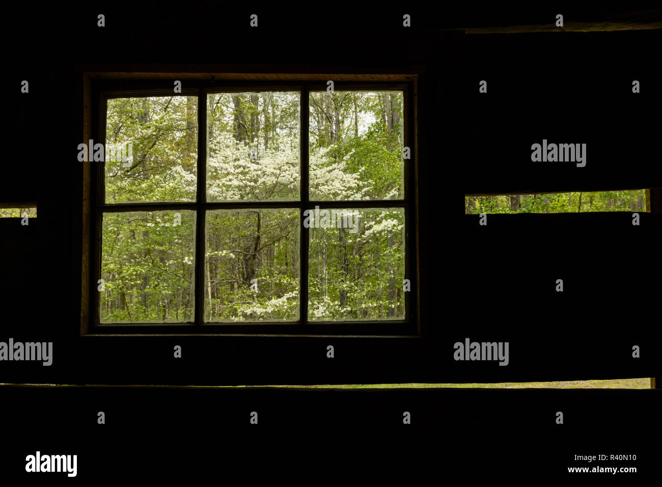 Dogwood tree in smoky mountains hi-res stock photography and images - Alamy