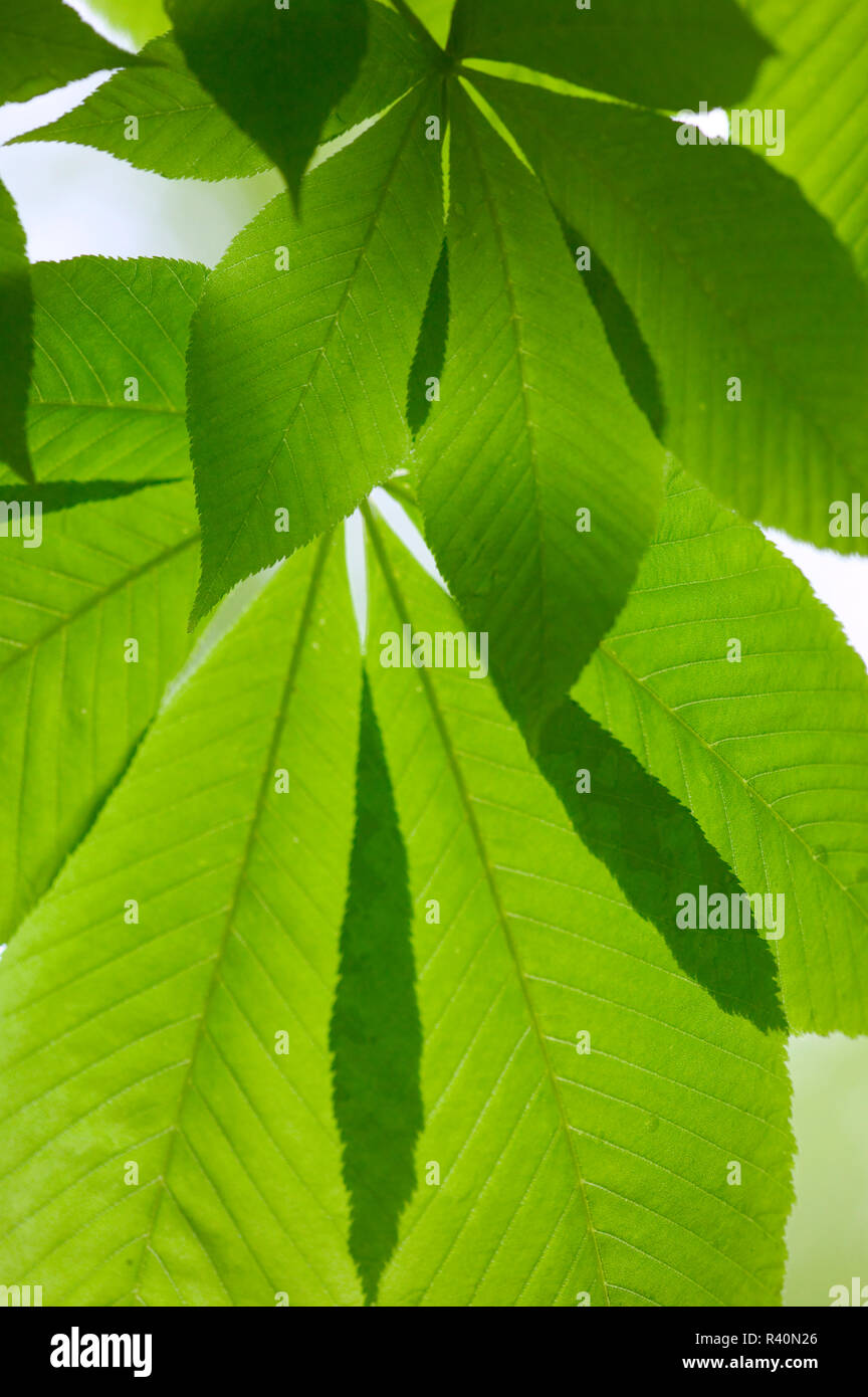 Great Smoky Mountains National Park, Tennessee, looking up into Yellow ...
