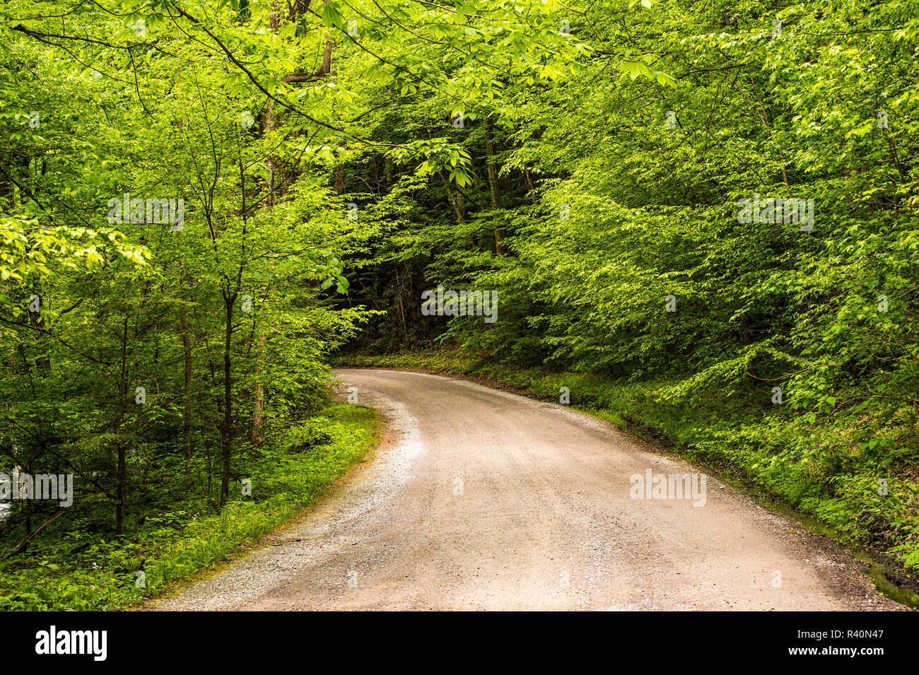 USA, Great Smoky Mountains National Park, pathway Stock Photo - Alamy USA, Great Smoky Mountains National Park, pathway Stock Photo - Alamy