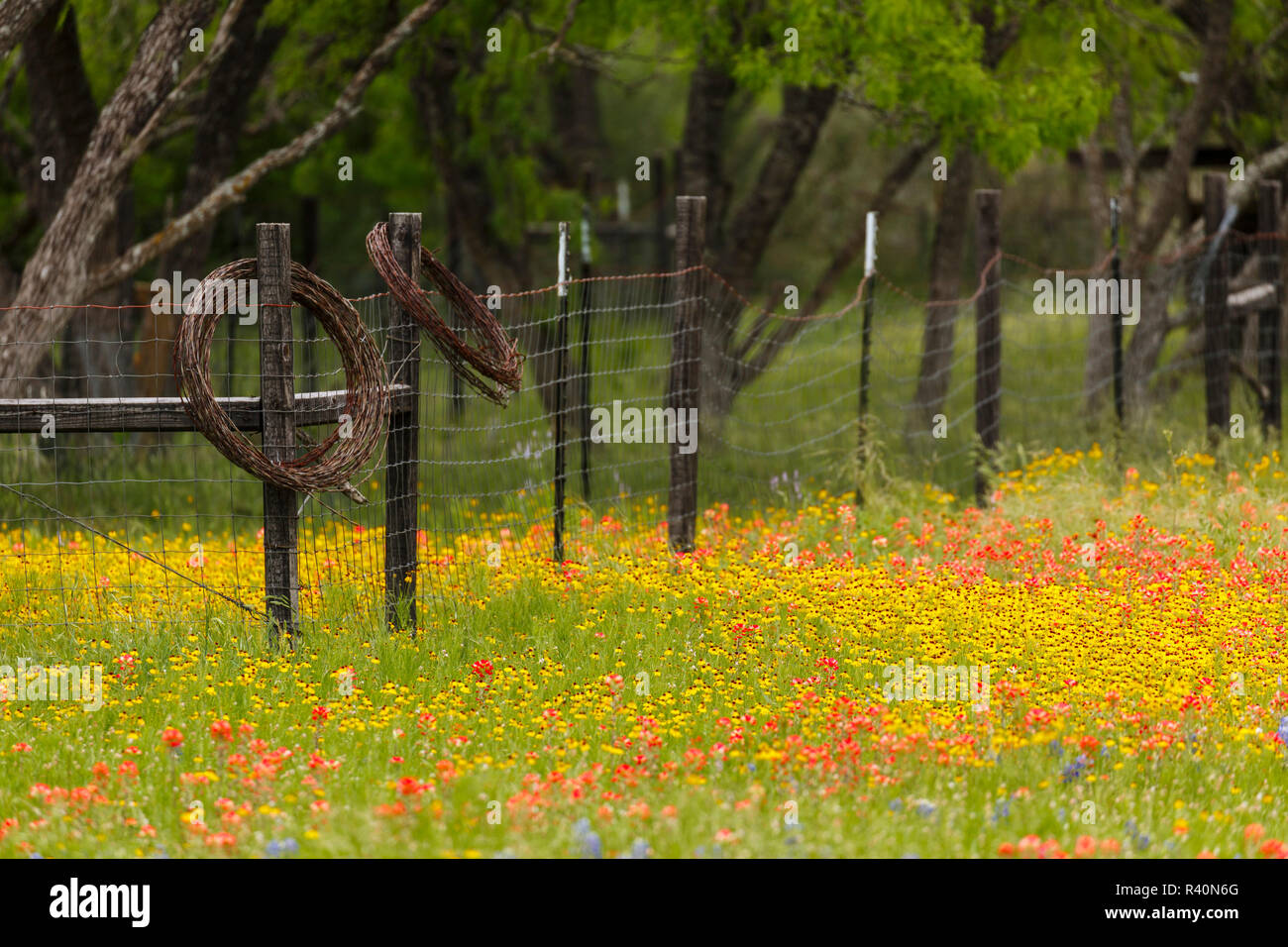 Fence and meadow of red and yellow flowers, Texas hill country Stock ...