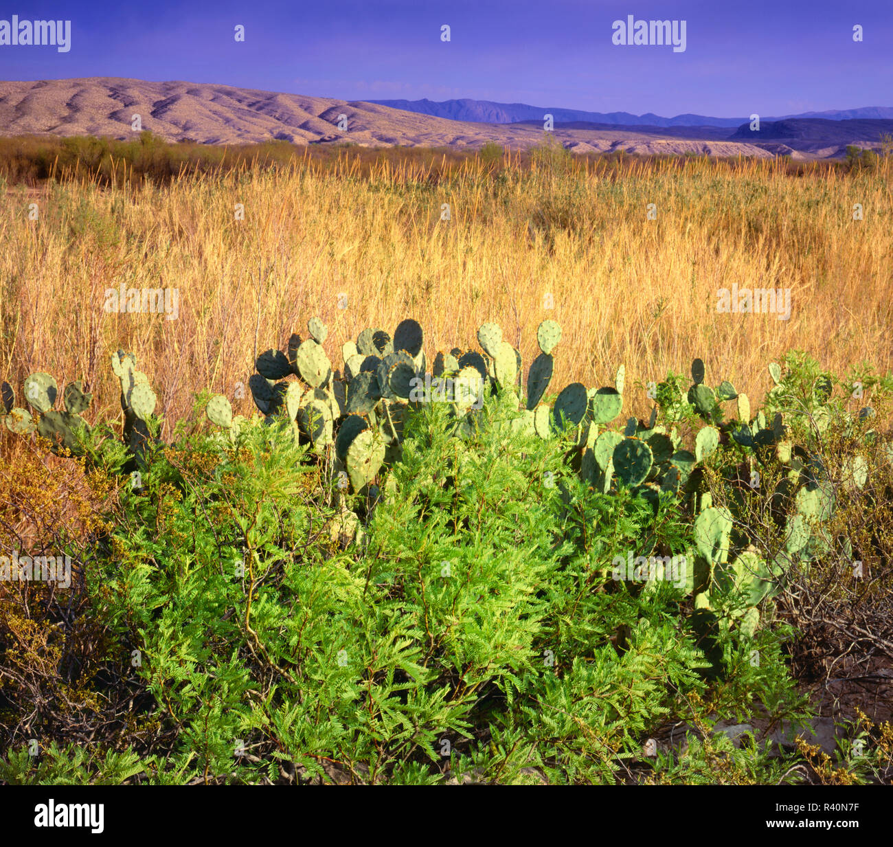 Cacti And Texas High Resolution Stock Photography and Images - Alamy